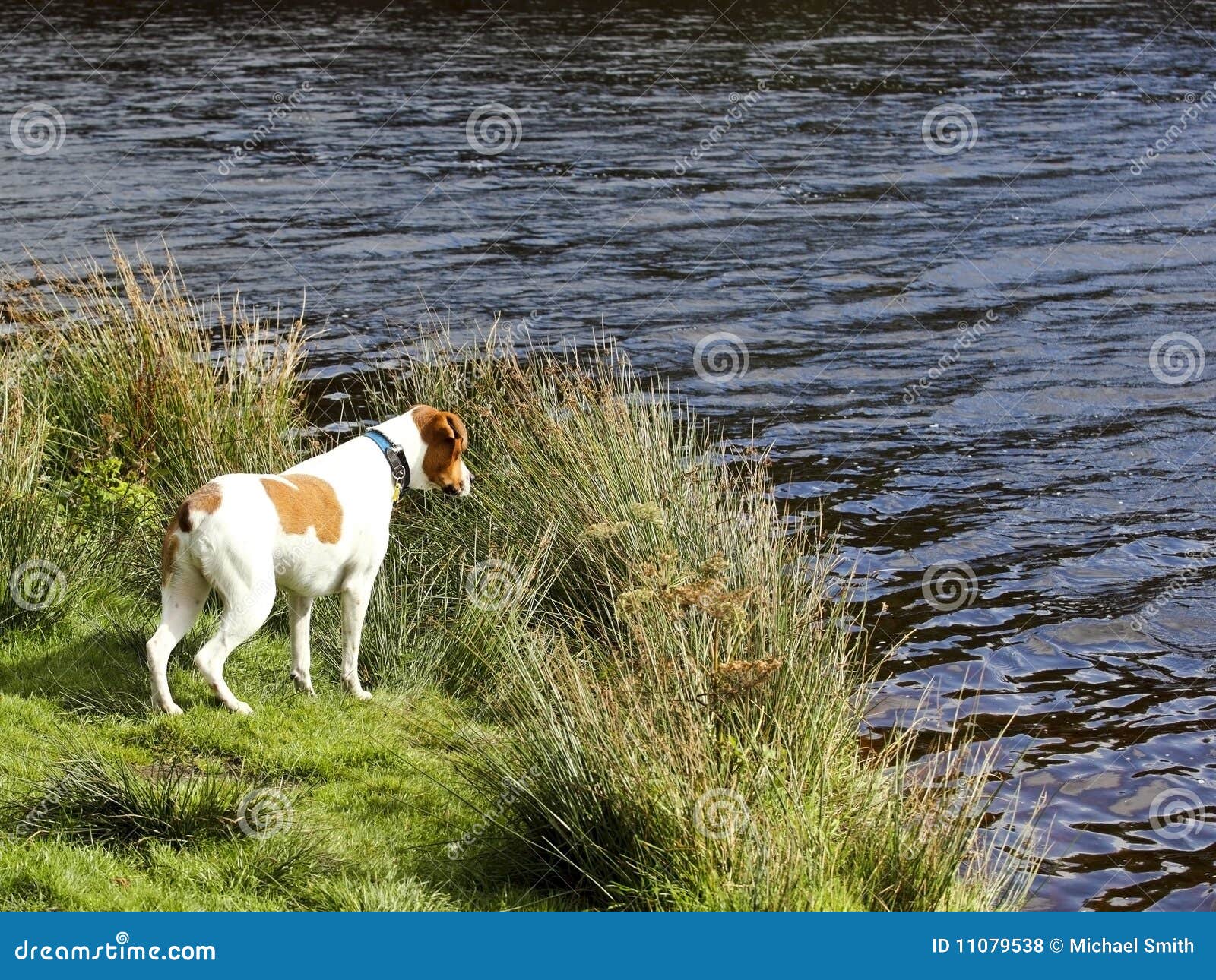 Curious dog stock photo. Image of white, blue, edge, colorful - 11079538