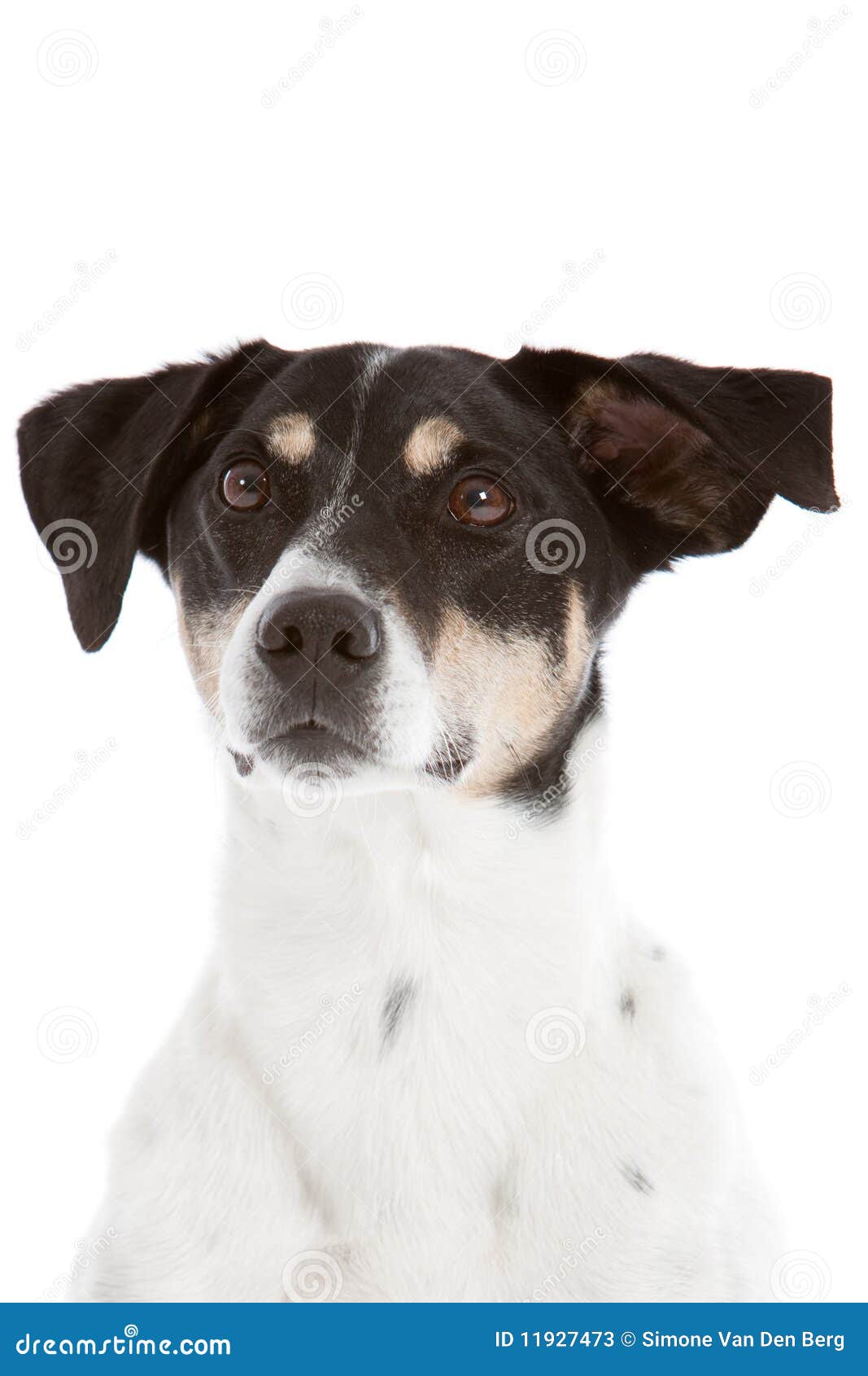 Curious dog stock image. Image of animal, look, cute - 11927473