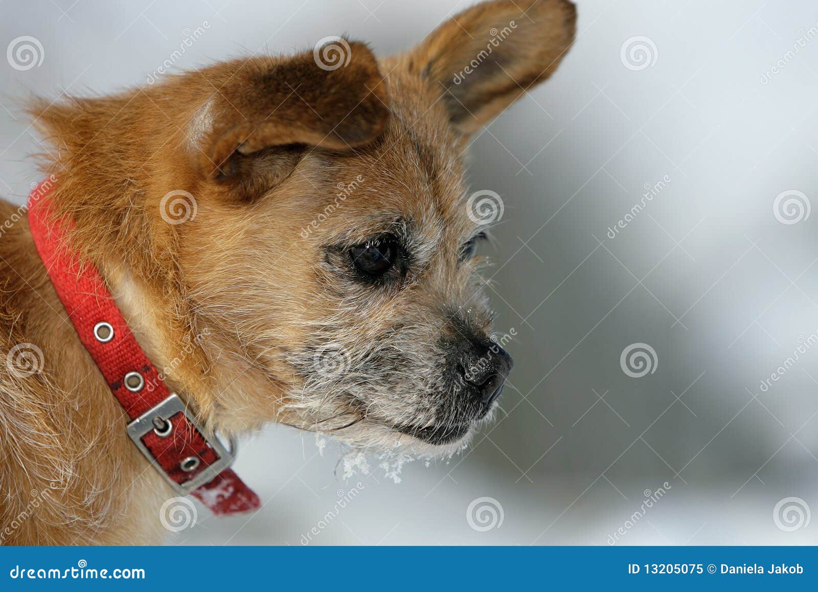 Curious dog stock image. Image of friendly, joyful, looking - 13205075