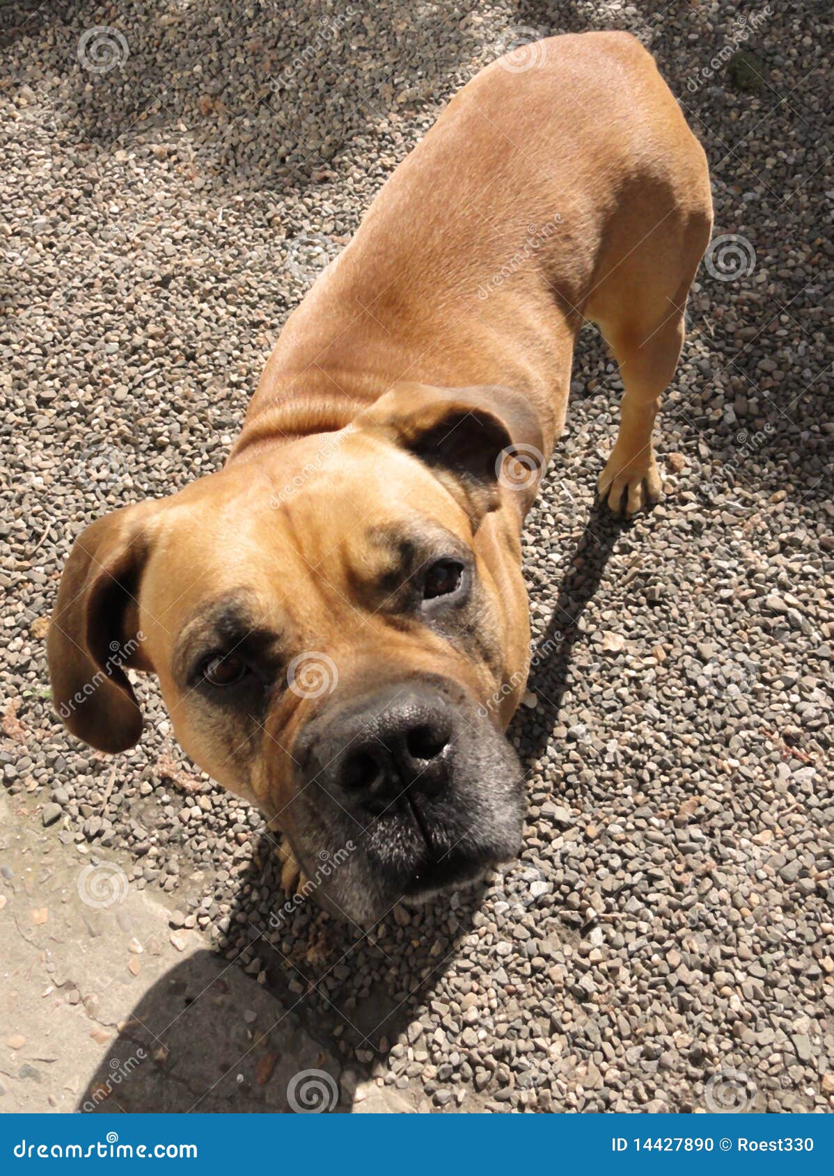 Curious dog stock photo. Image of doggie, bordeaux, presa - 14427890