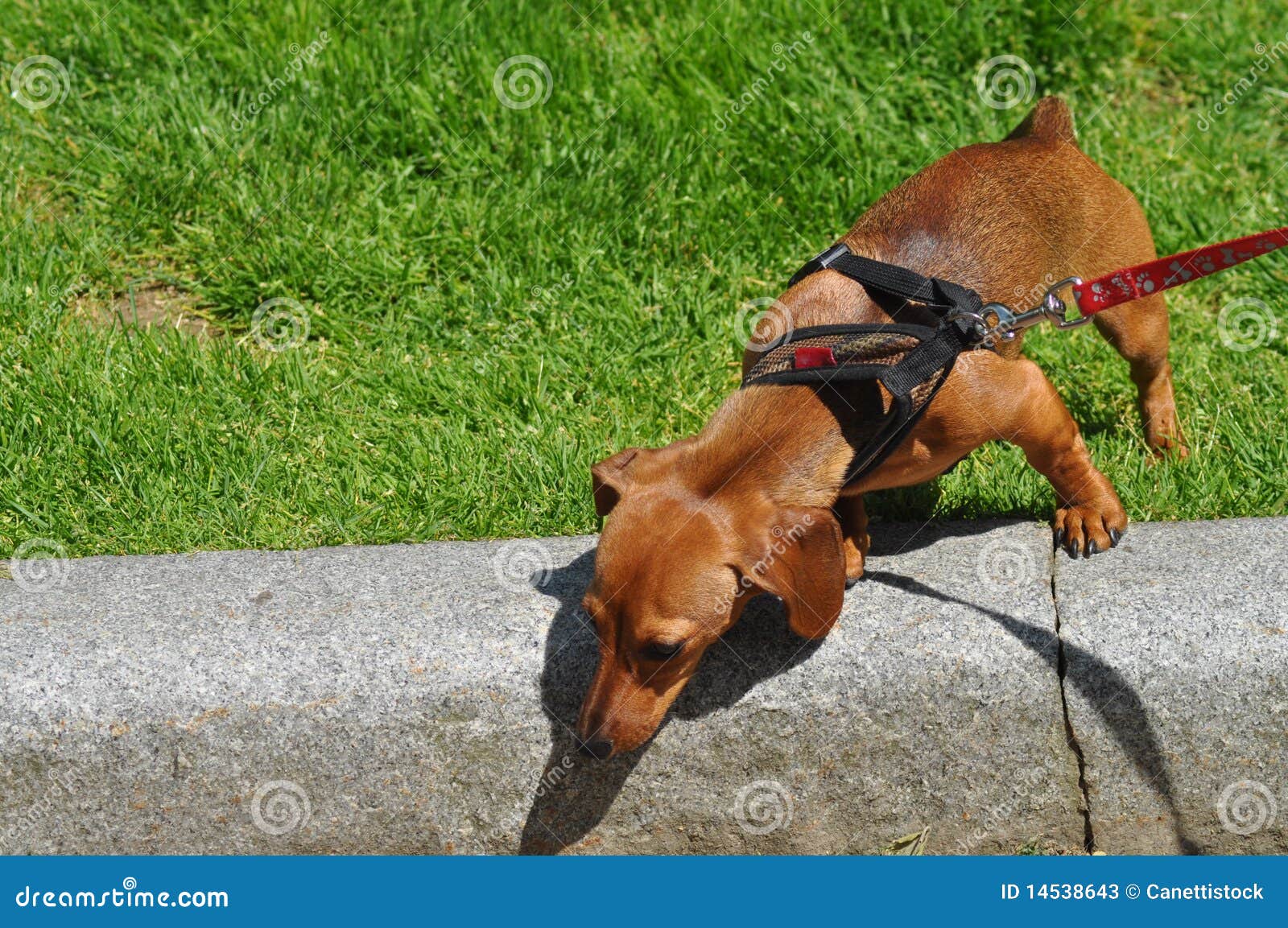 Curious Dog stock image. Image of full, cute, drag, attentive - 14538643