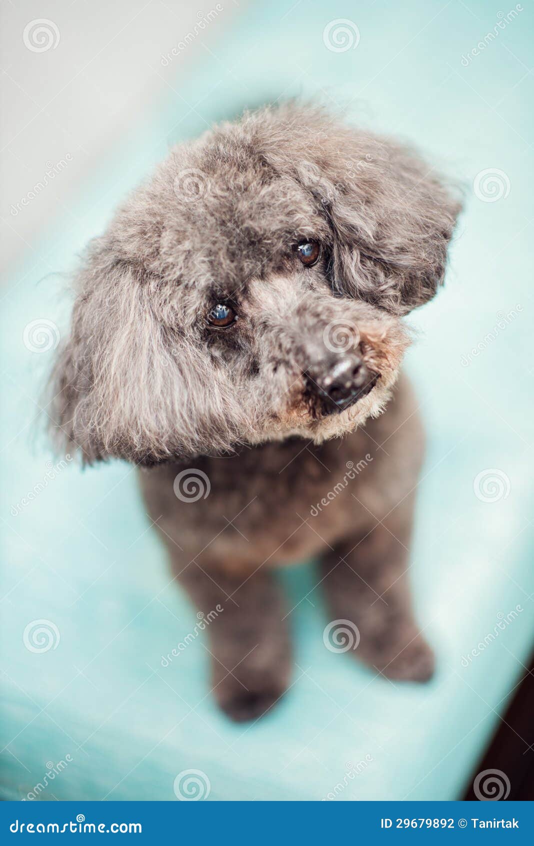 Curious Dog stock photo. Image of fuzzy, goofy, dachshund - 29679892