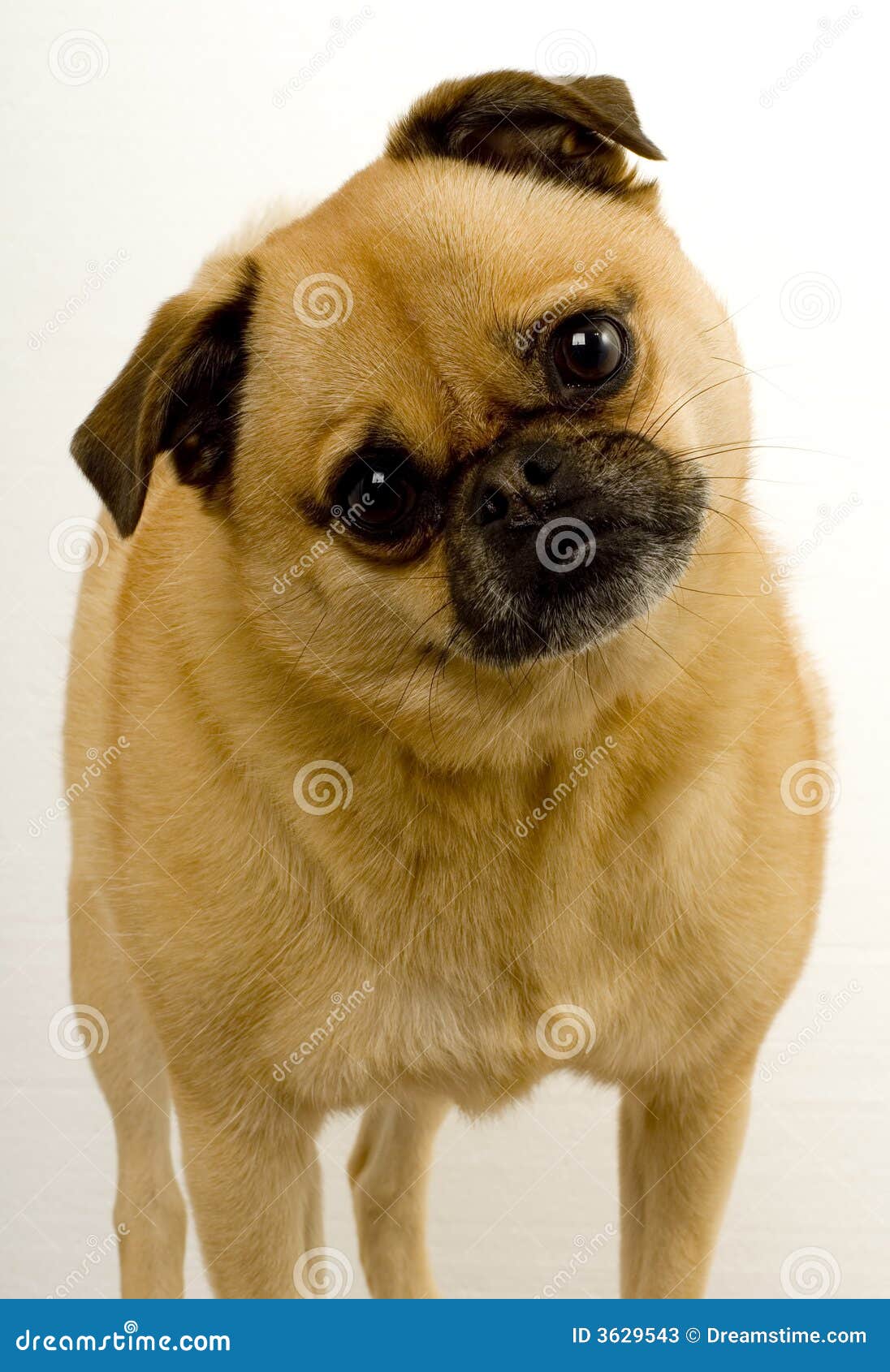 Curious Dog stock image. Image of friend, breed, pomeranian - 3629543