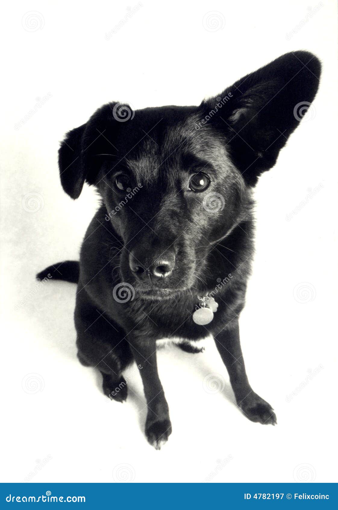 Curious dog stock image. Image of curious, pooch, pets - 4782197