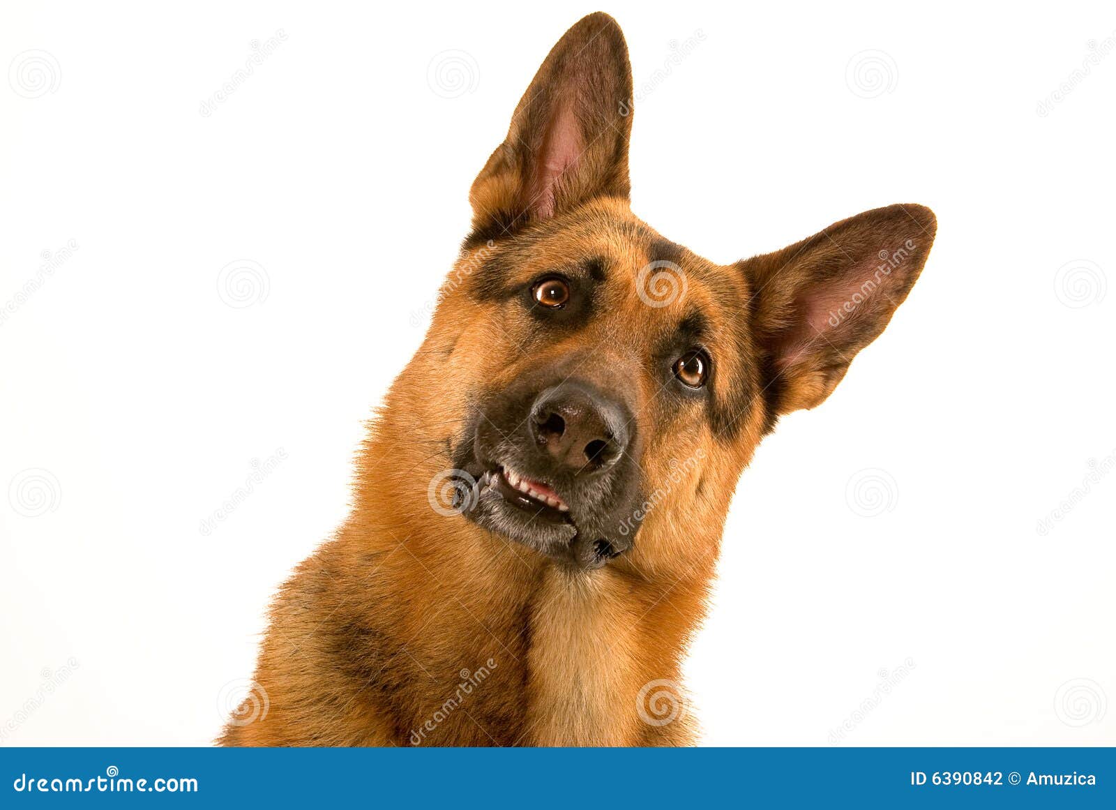 Curious dog stock photo. Image of closeup, alsatian, domestic - 6390842