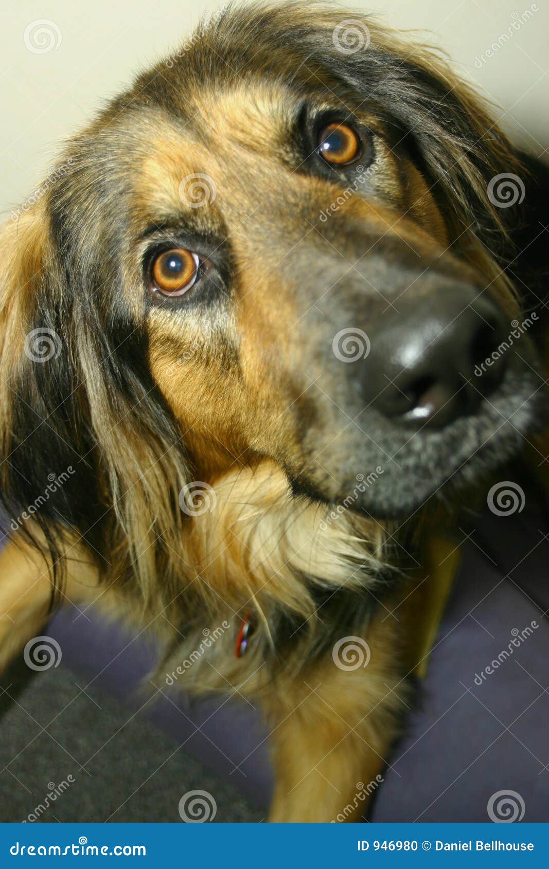 Curious Dog stock photo. Image of close, looking, puppy - 946980