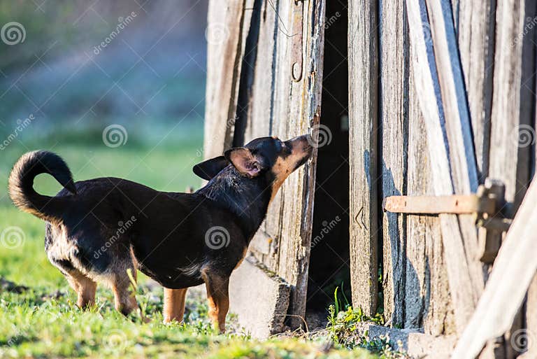 Curious dog stock photo. Image of light, single, black - 67067934