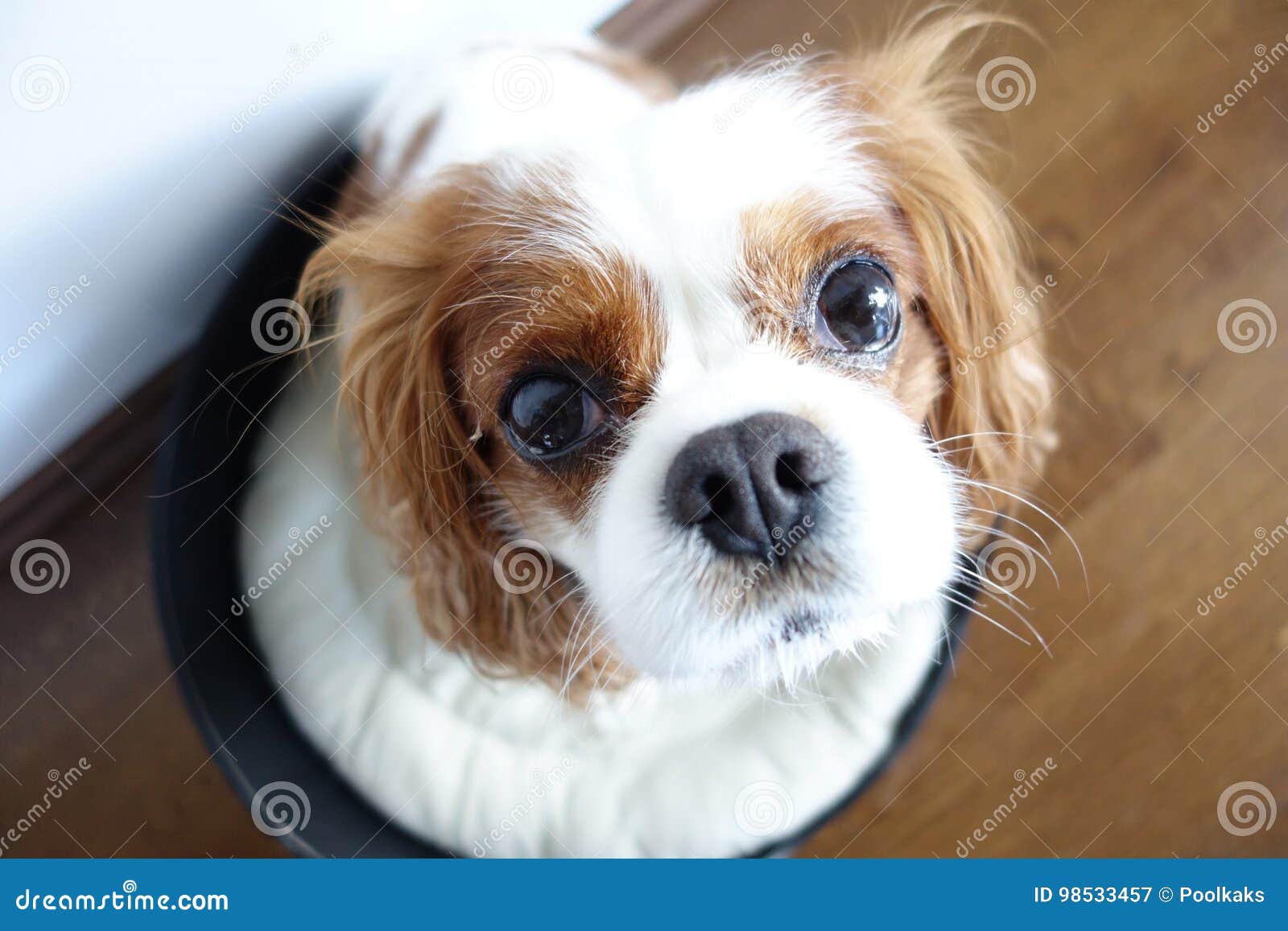 Curious Dog Royalty-Free Stock Photography | CartoonDealer.com #98533457