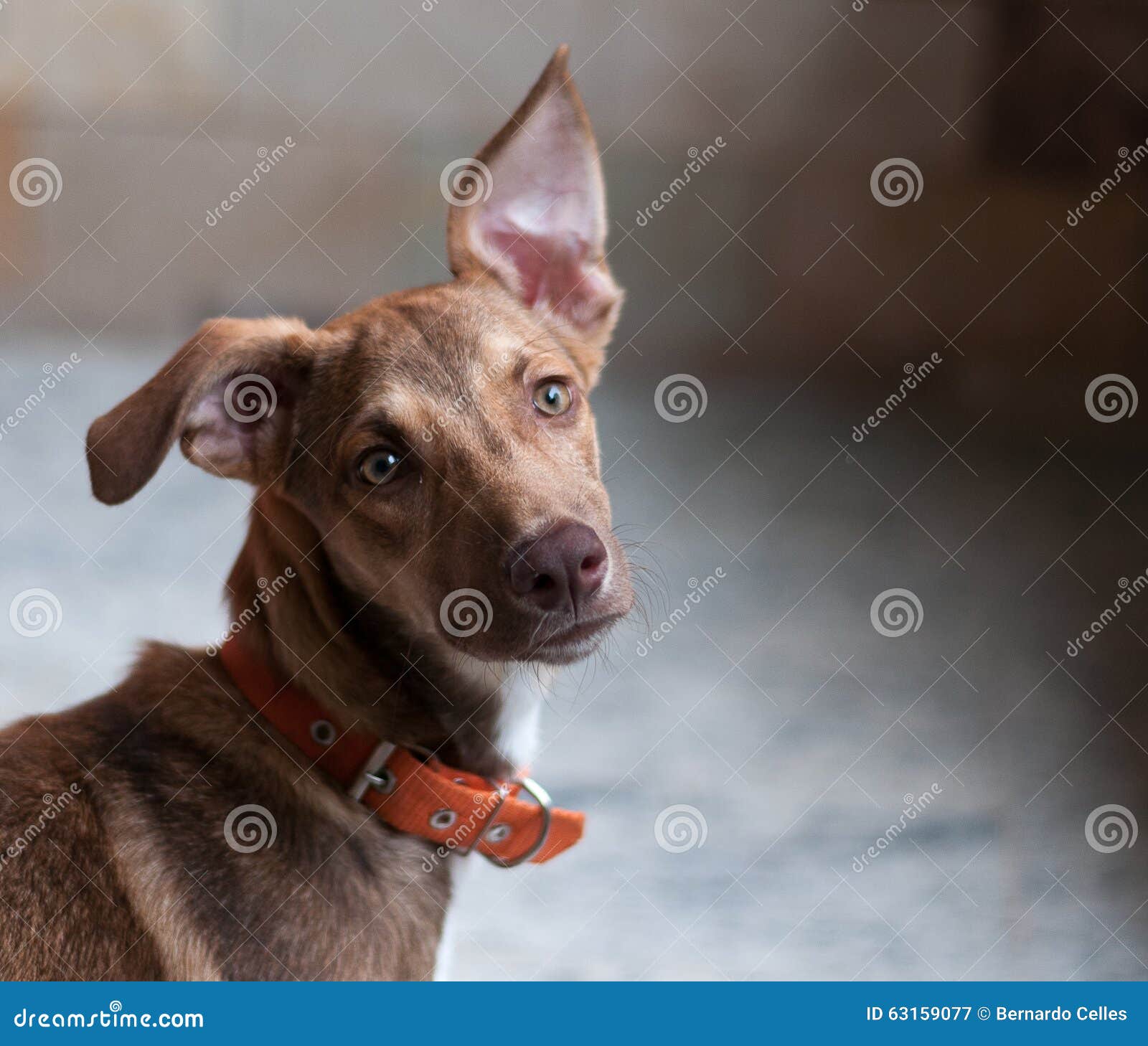 Curious Dog stock image. Image of curious, puppy, eyes - 63159077