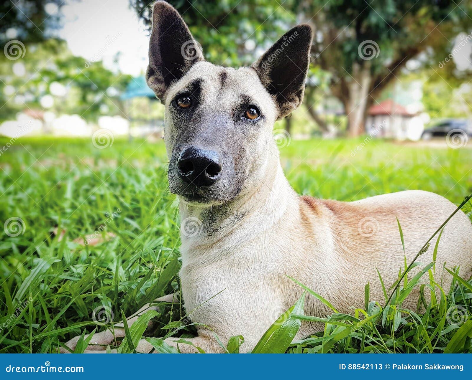 Curious dog stock image. Image of blur, protial, porttraits - 88542113