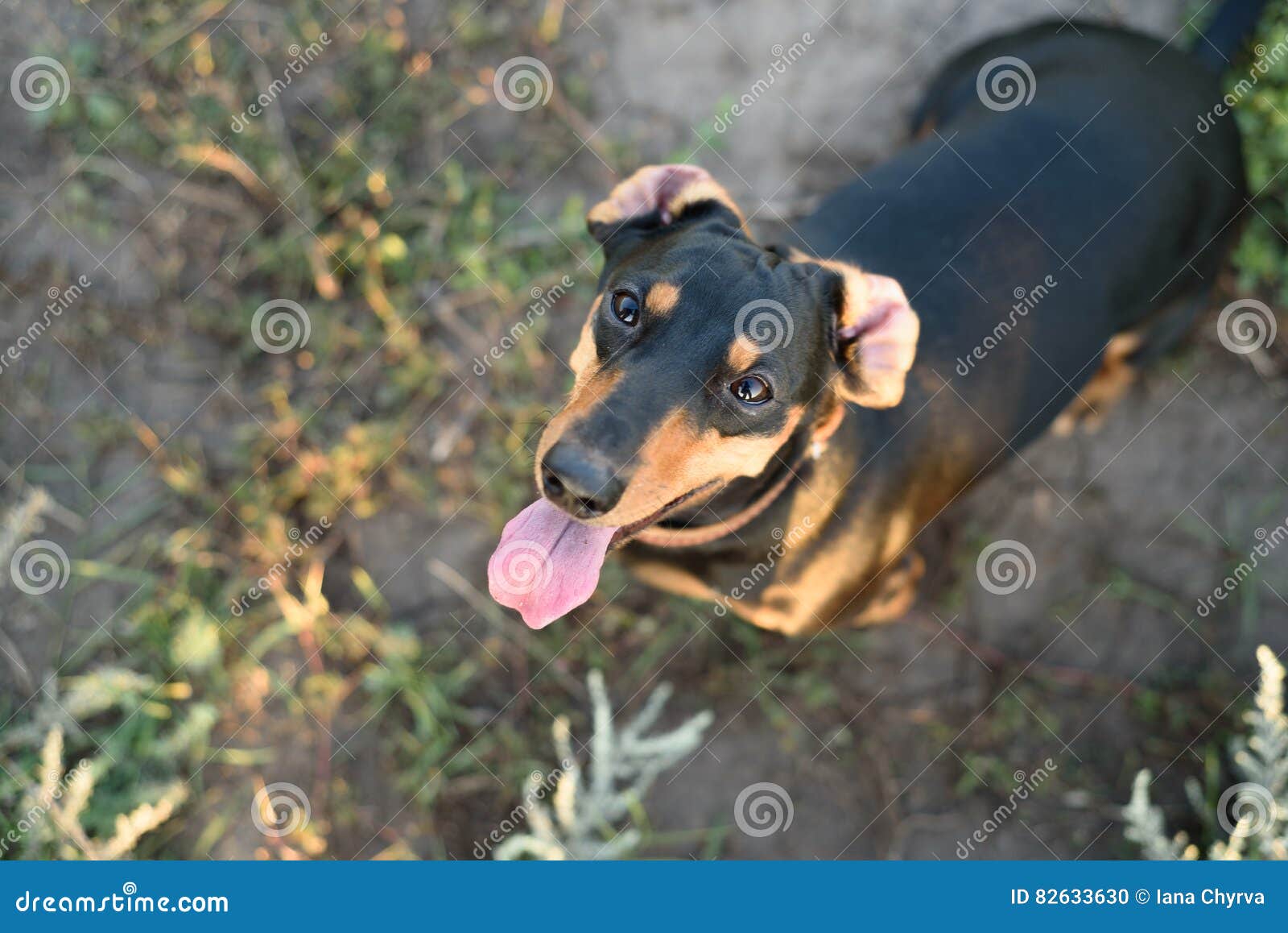 Curious Dog Looking at the Camera Stock Photo - Image of friend, sunny ...