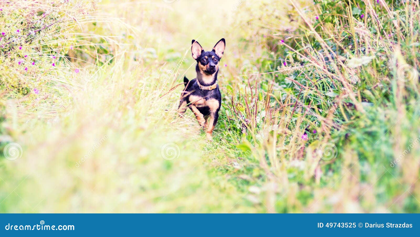 Curious dog looking stock image. Image of cute, canine - 49743525