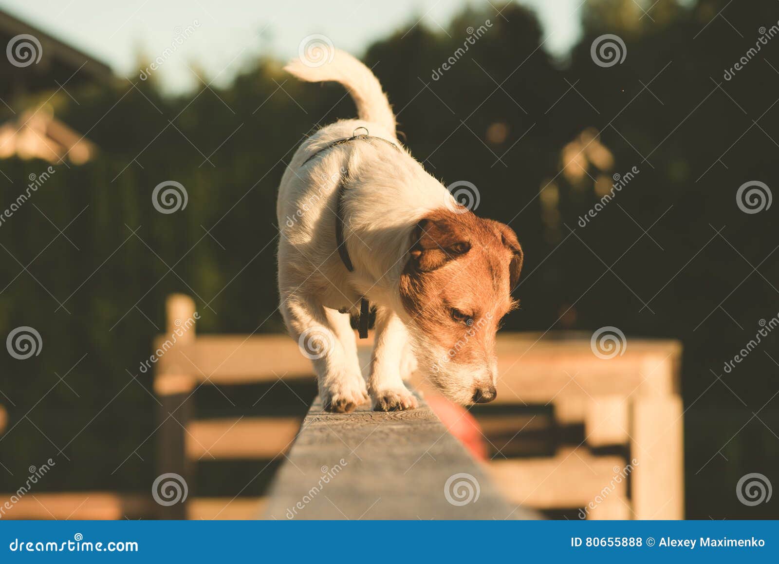 Curious Dog Looking Down Balancing on Beam Stock Photo - Image of board ...