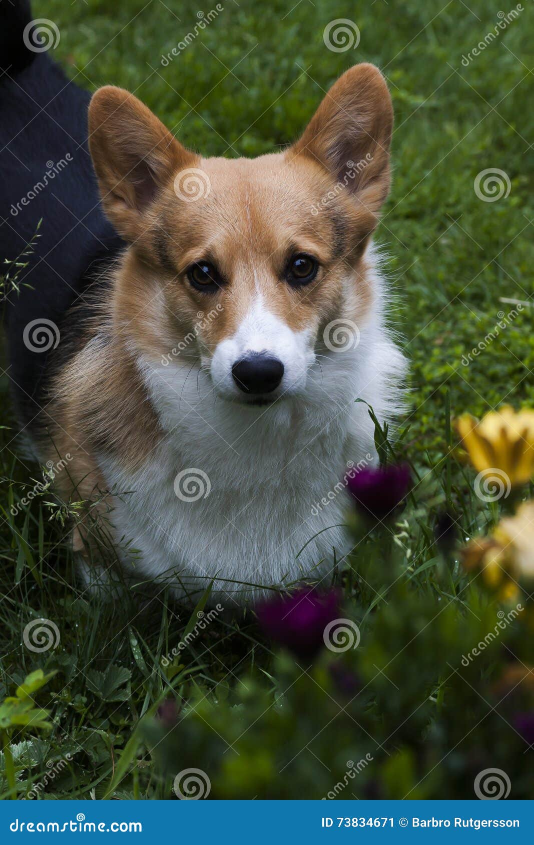 Curious stock image. Image of small, nose, animal, curiousity - 73834671