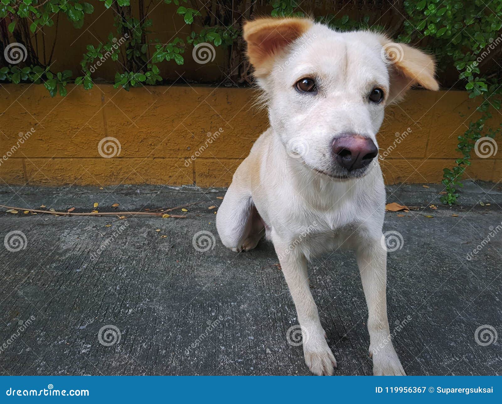 Curious Dog Looking at Something Stock Image - Image of puppy, happy ...