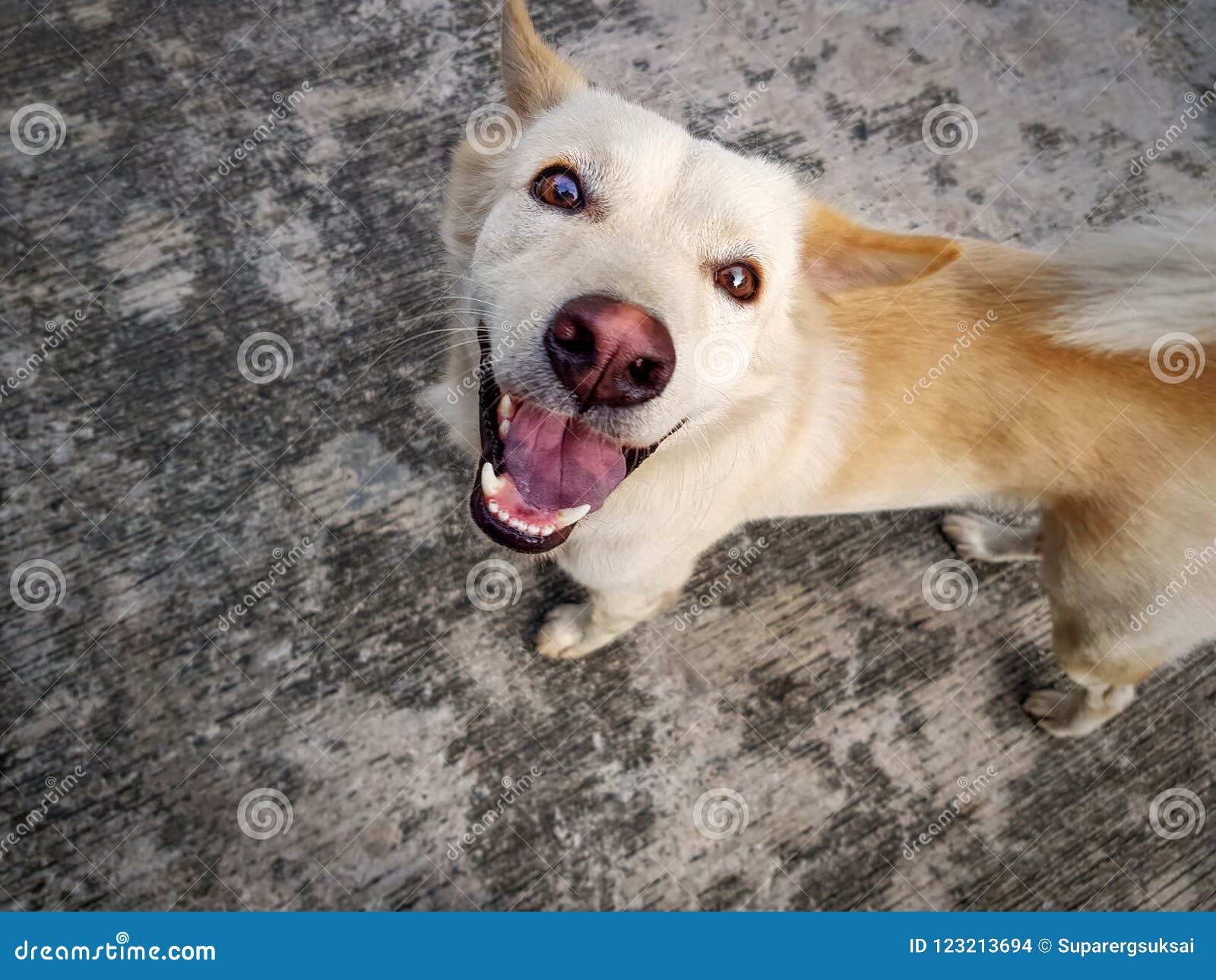 Curious Dog Looking Up at Camera Stock Photo - Image of cute, small ...