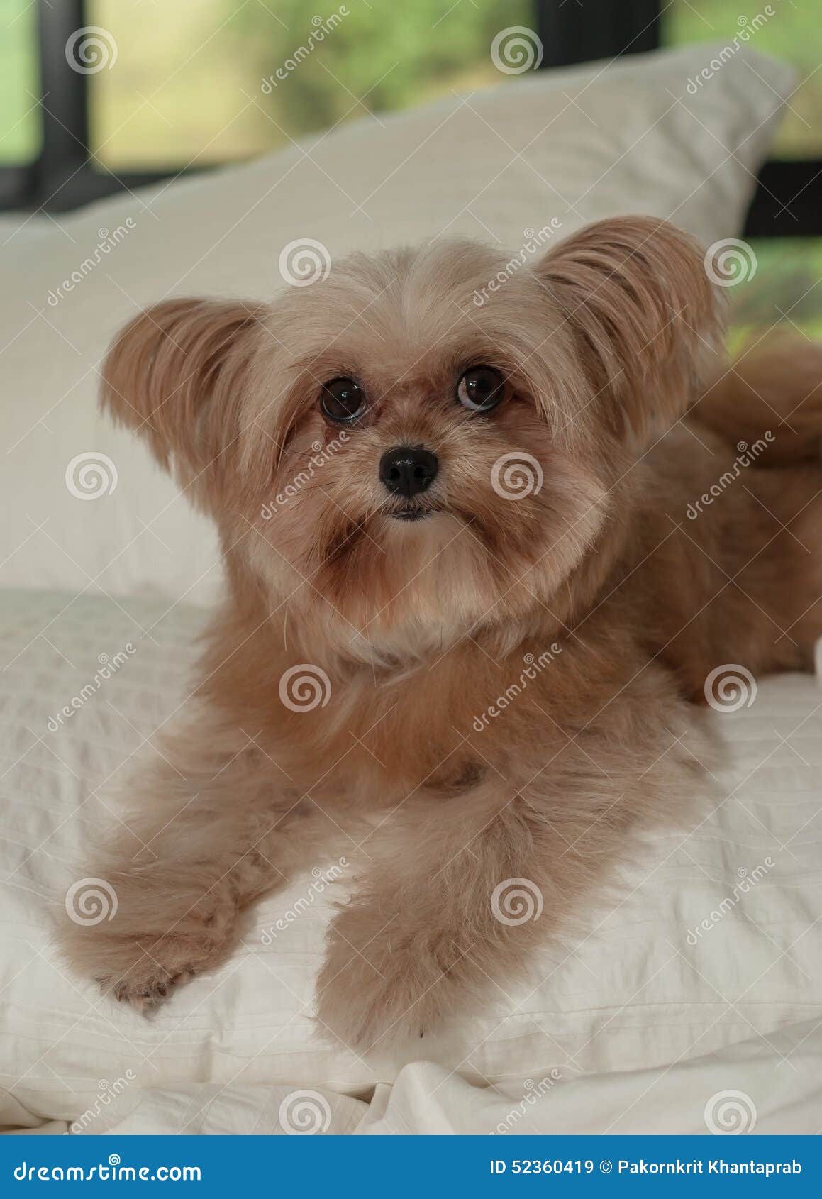 Curious Dog Looking Up stock image. Image of looking - 52360419