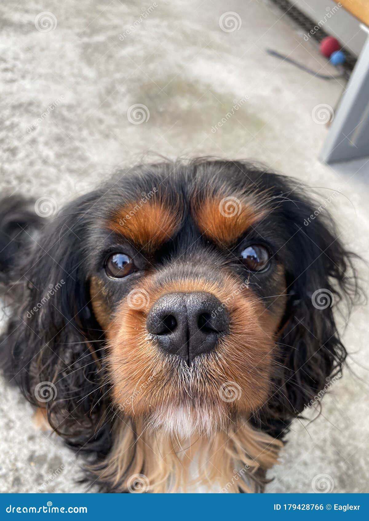 Curious Dog stock photo. Image of curious, mammal, purebred - 179428766
