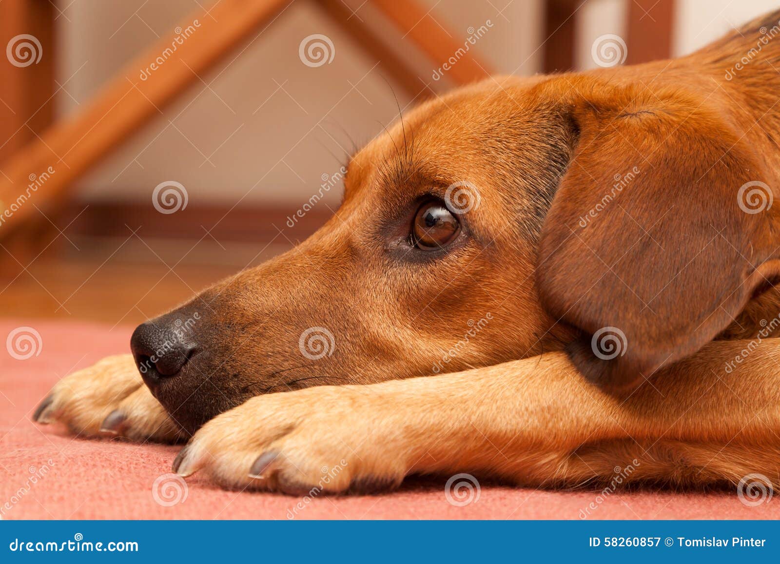 Curious dog stock image. Image of eyes, humorous, humor - 58260857