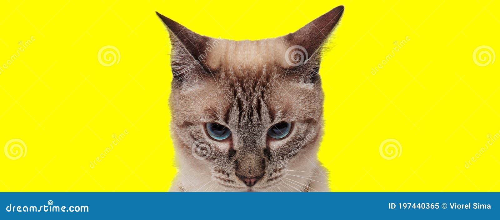 Curious Domestic Cat Looking Down Stock Image - Image of looking ...