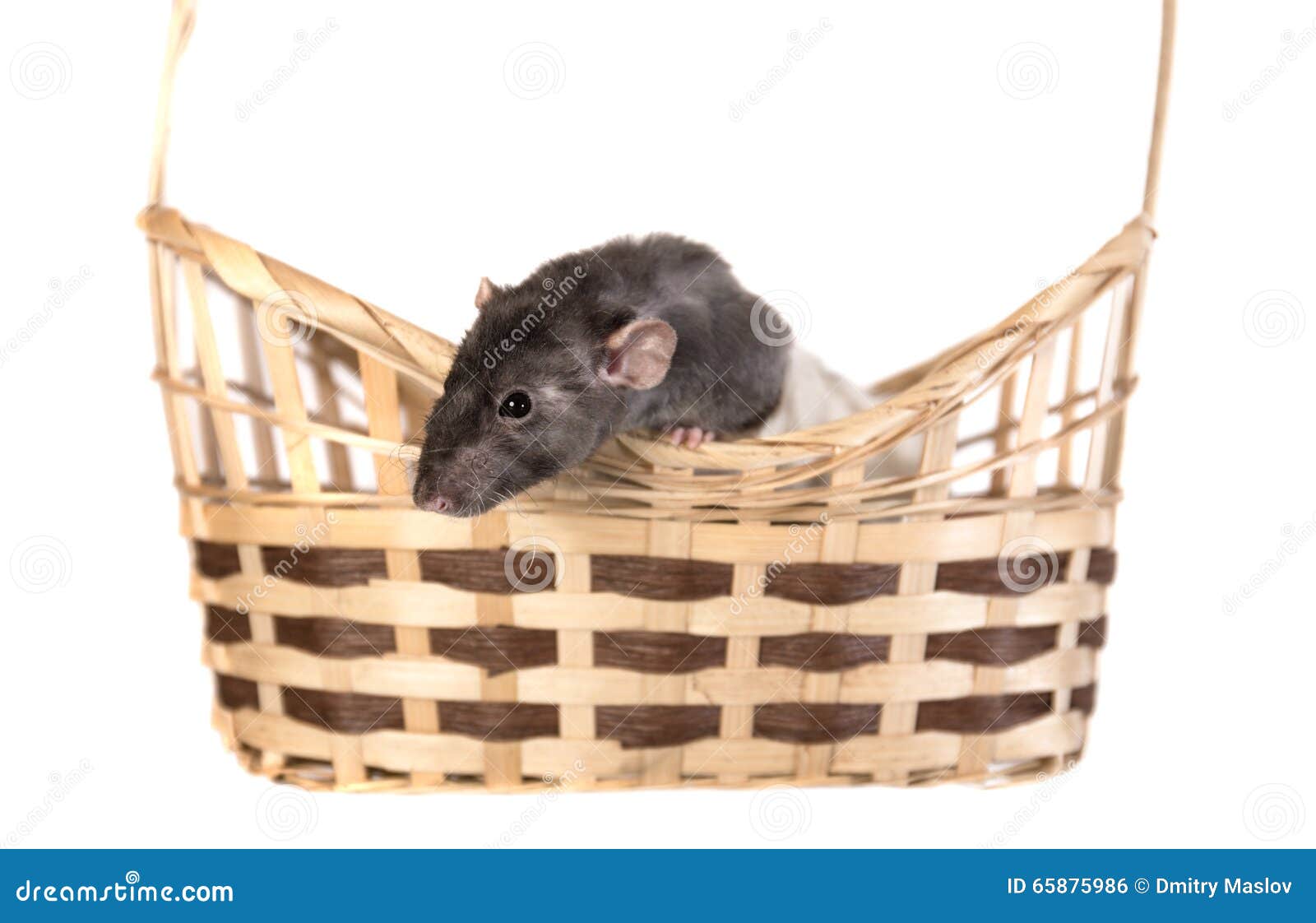 Curious domestic rat stock photo. Image of fluffy, studio - 65875986