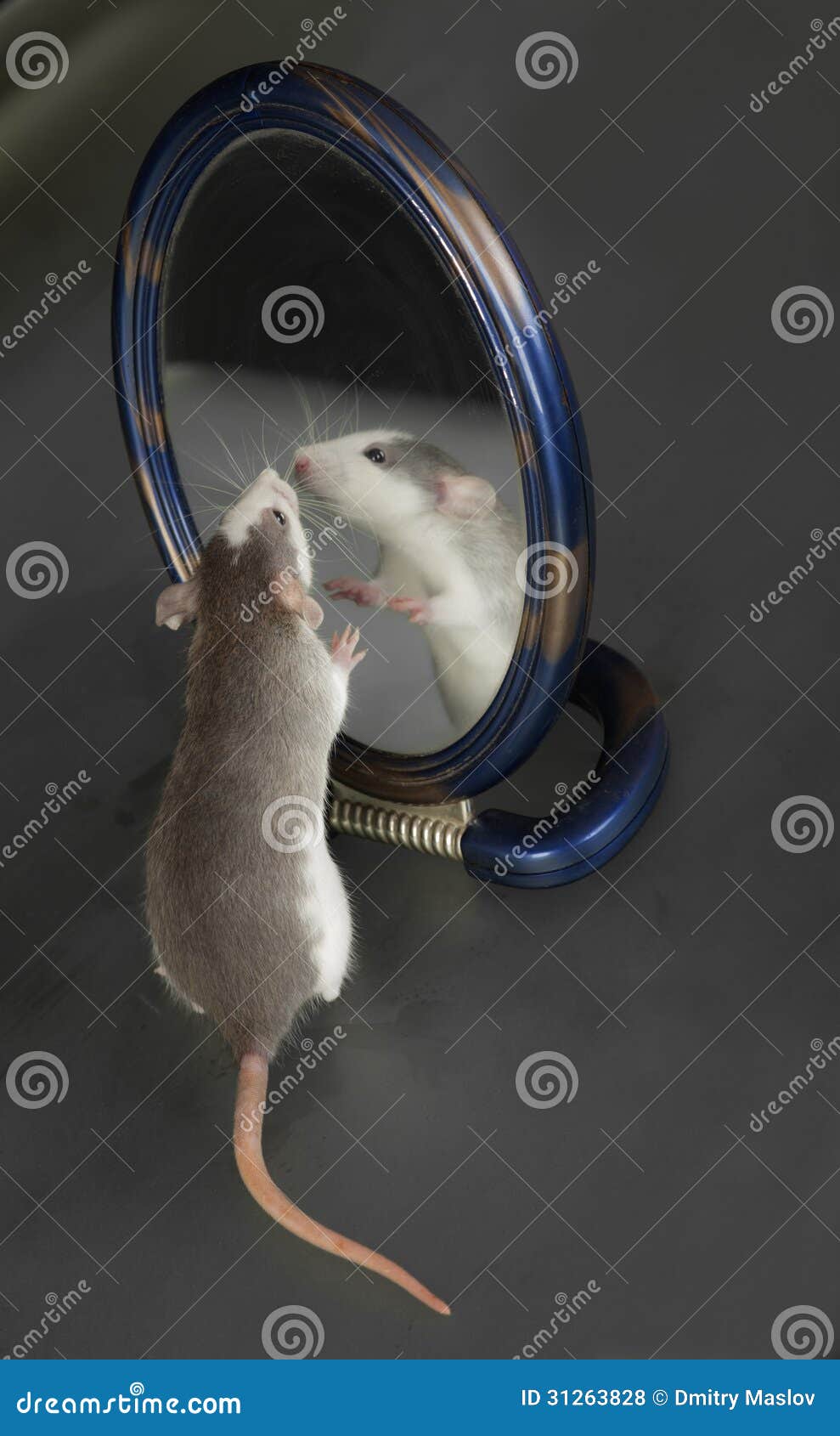 Curious domestic rat stock photo. Image of rodent, small - 31263828