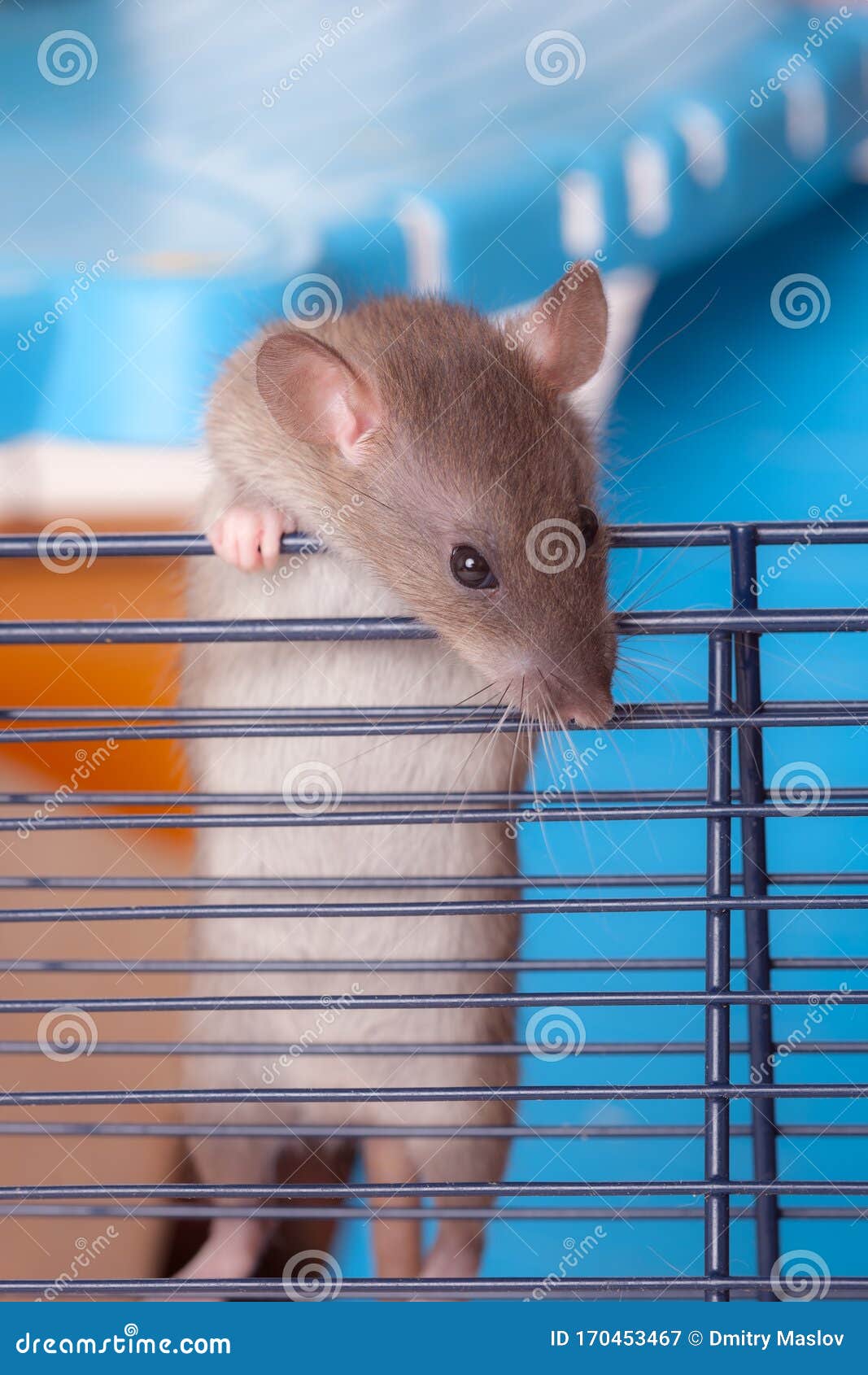 Curious domestic rat stock image. Image of pets, cute - 170453467