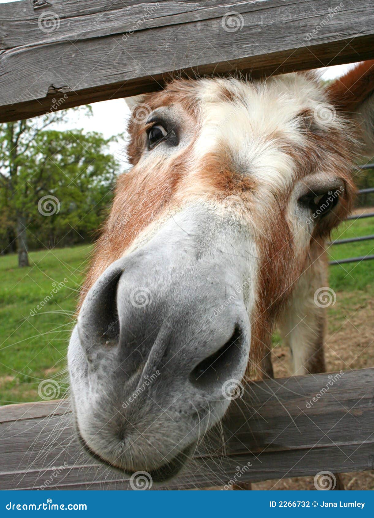 Curious Donkey stock photo. Image of donkey, pasture, wooden - 2266732