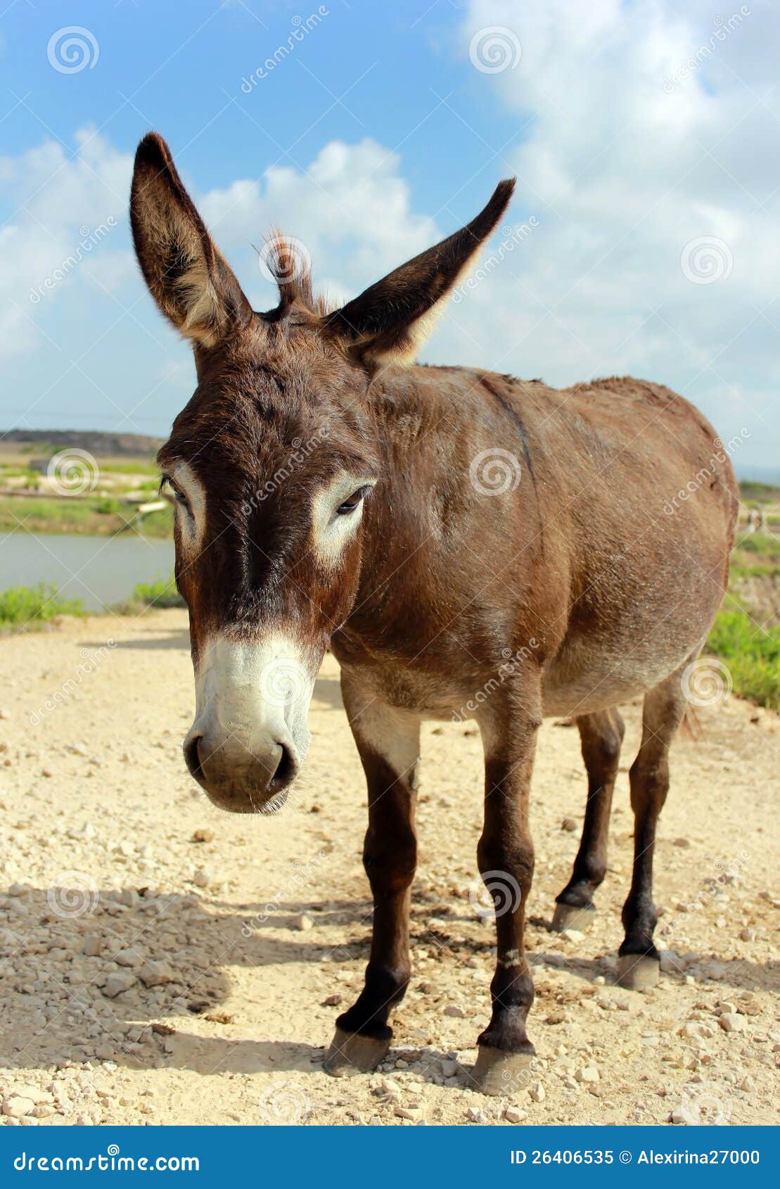 Curious donkey stock image. Image of natural, agriculture - 26406535
