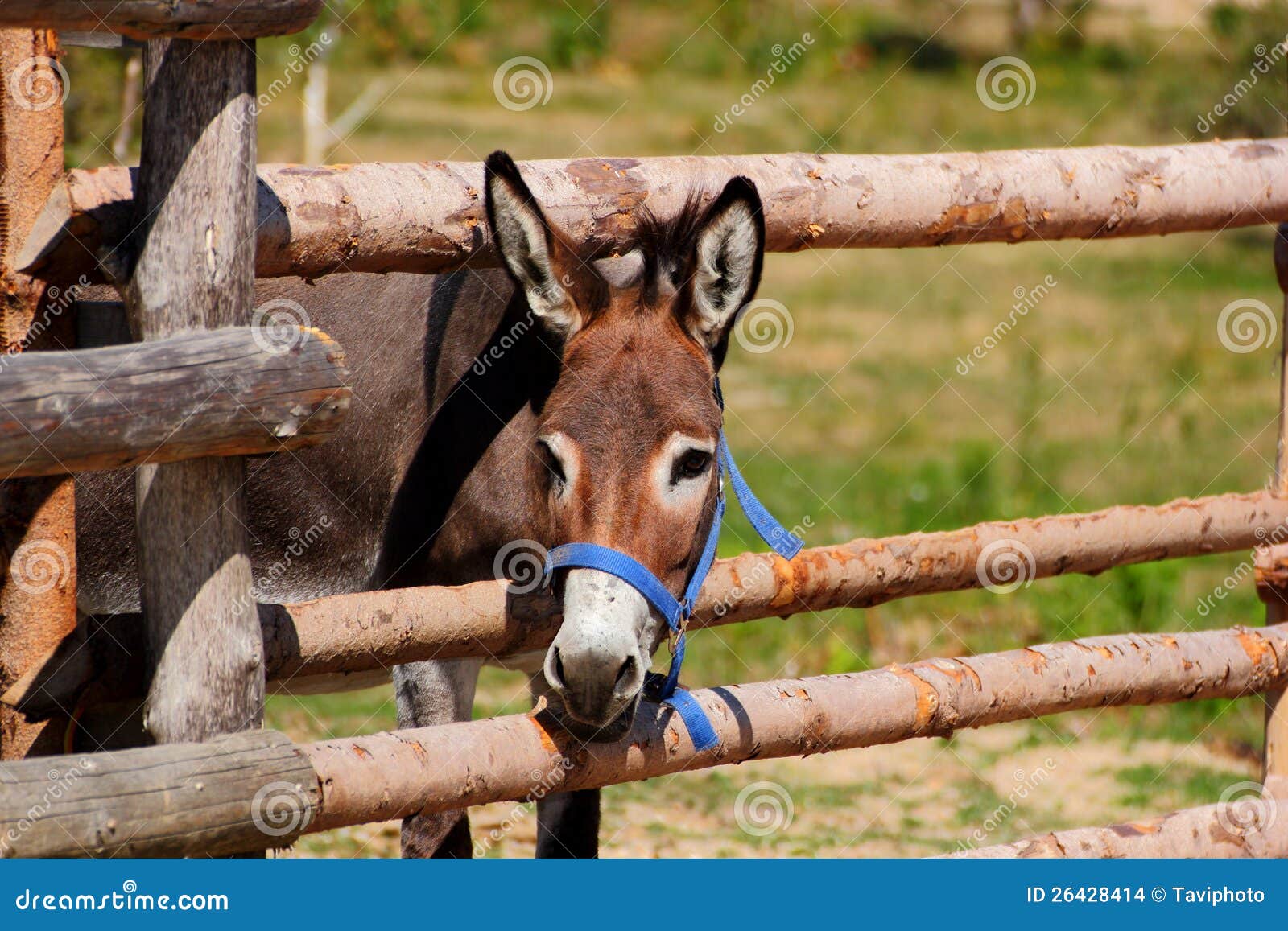 Curious donkey stock photo. Image of field, animal, farm - 26428414