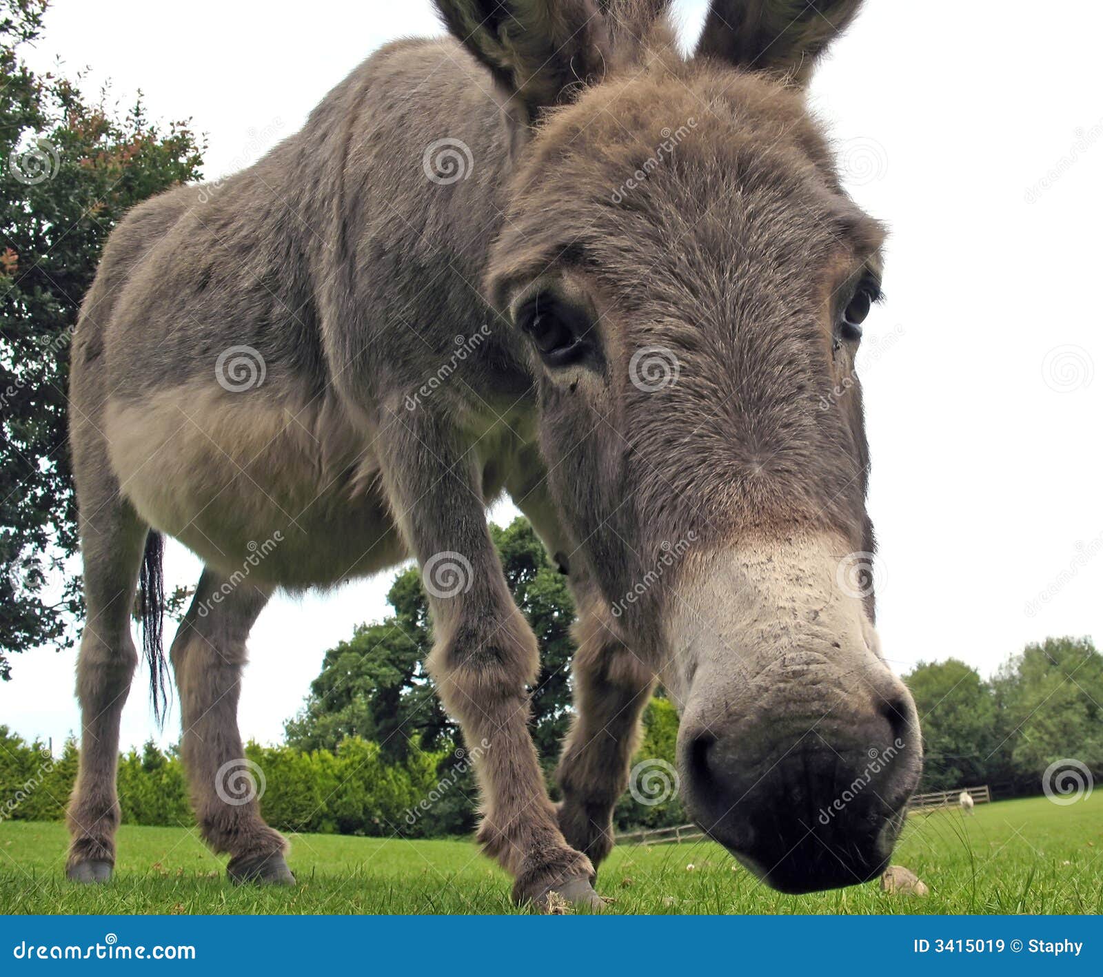 Curious donkey stock image. Image of horse, equus, horizontal - 3415019
