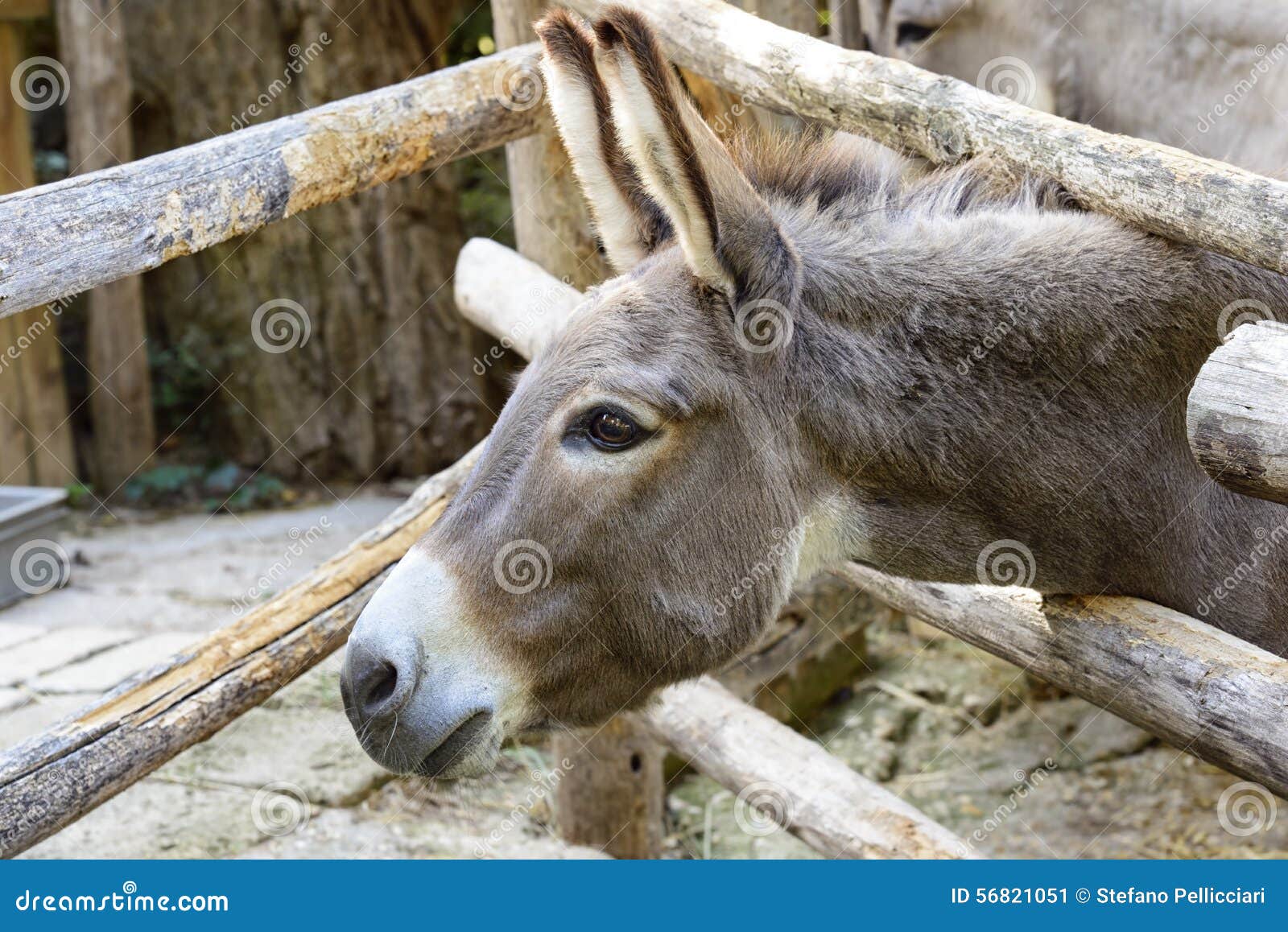 Curious Or Donkey Stock Photography | CartoonDealer.com #20745338