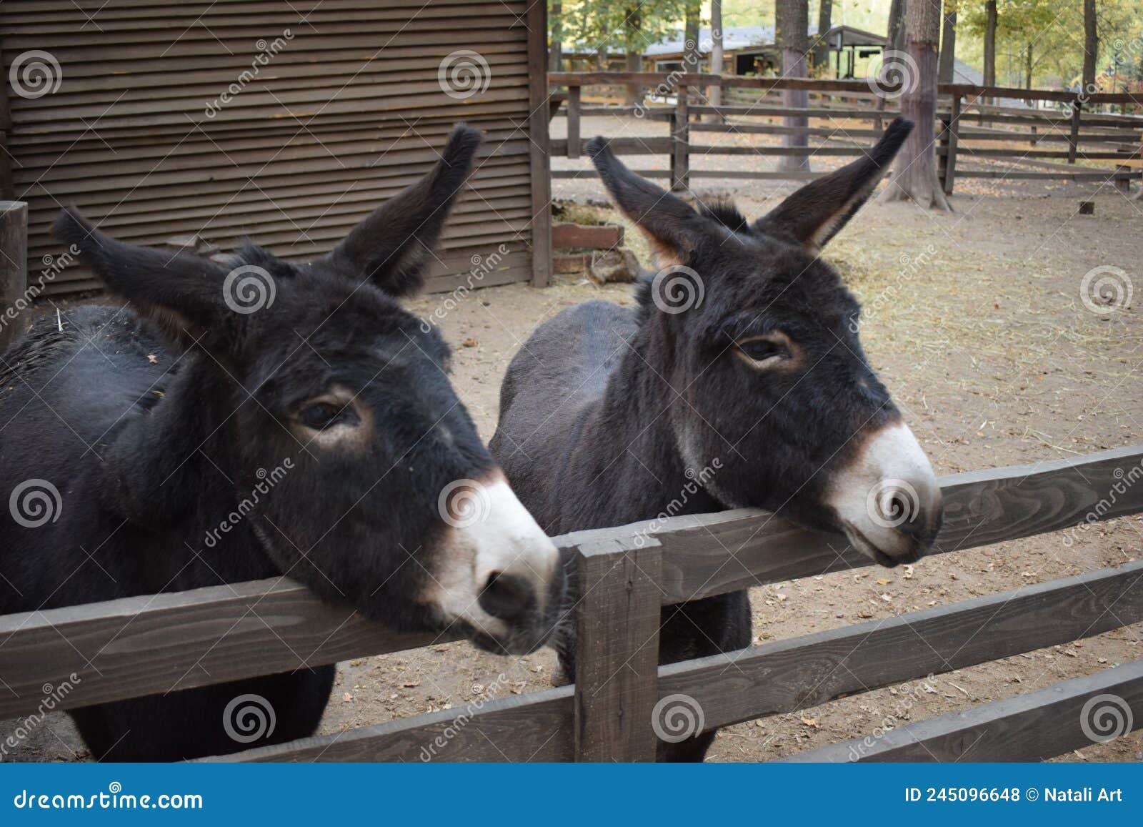Two Donkeys Pose for the Camera Stock Photo - Image of camera, donkey ...