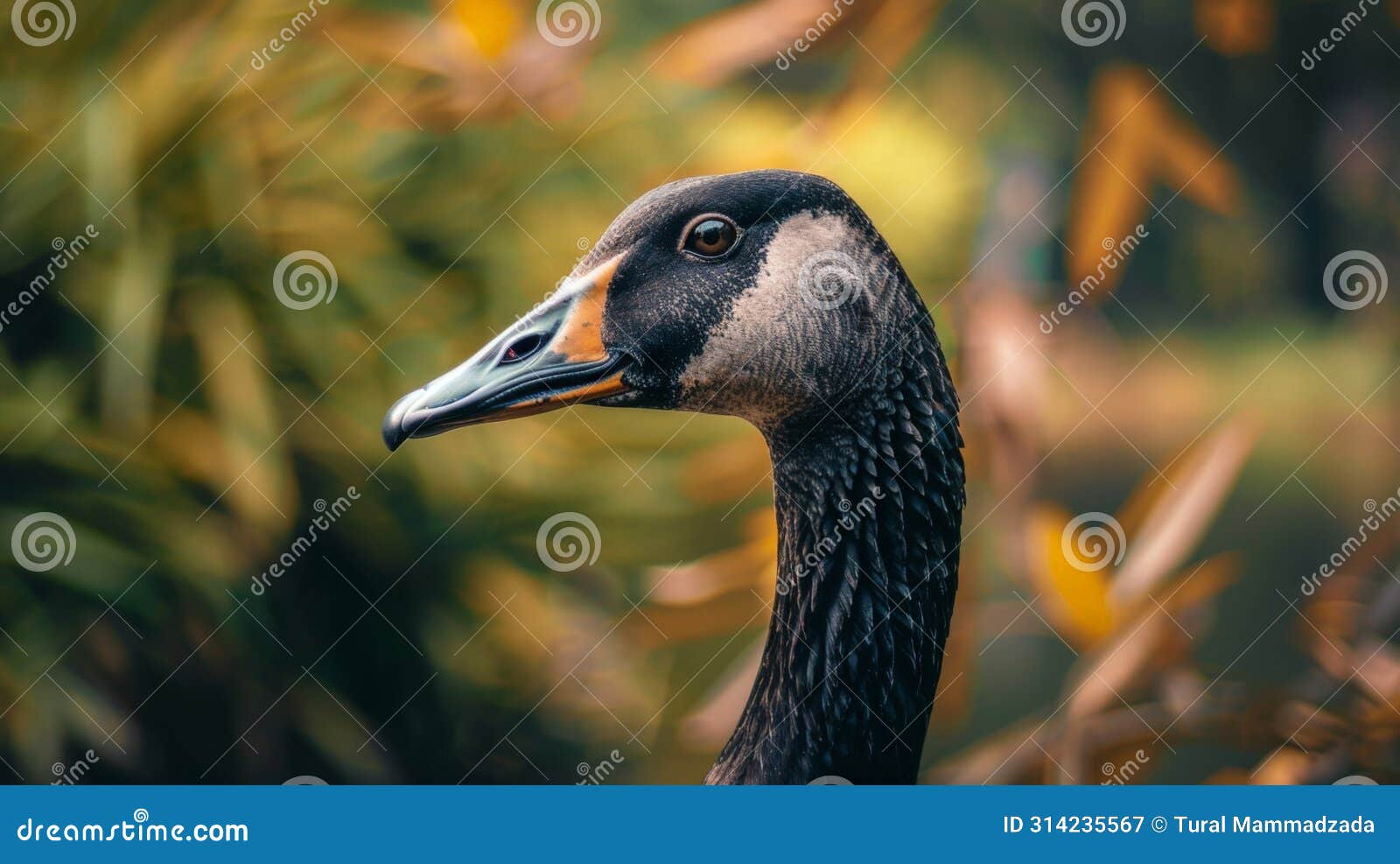 A Curious Duck Facing the Camera Stock Image - Image of reflection ...