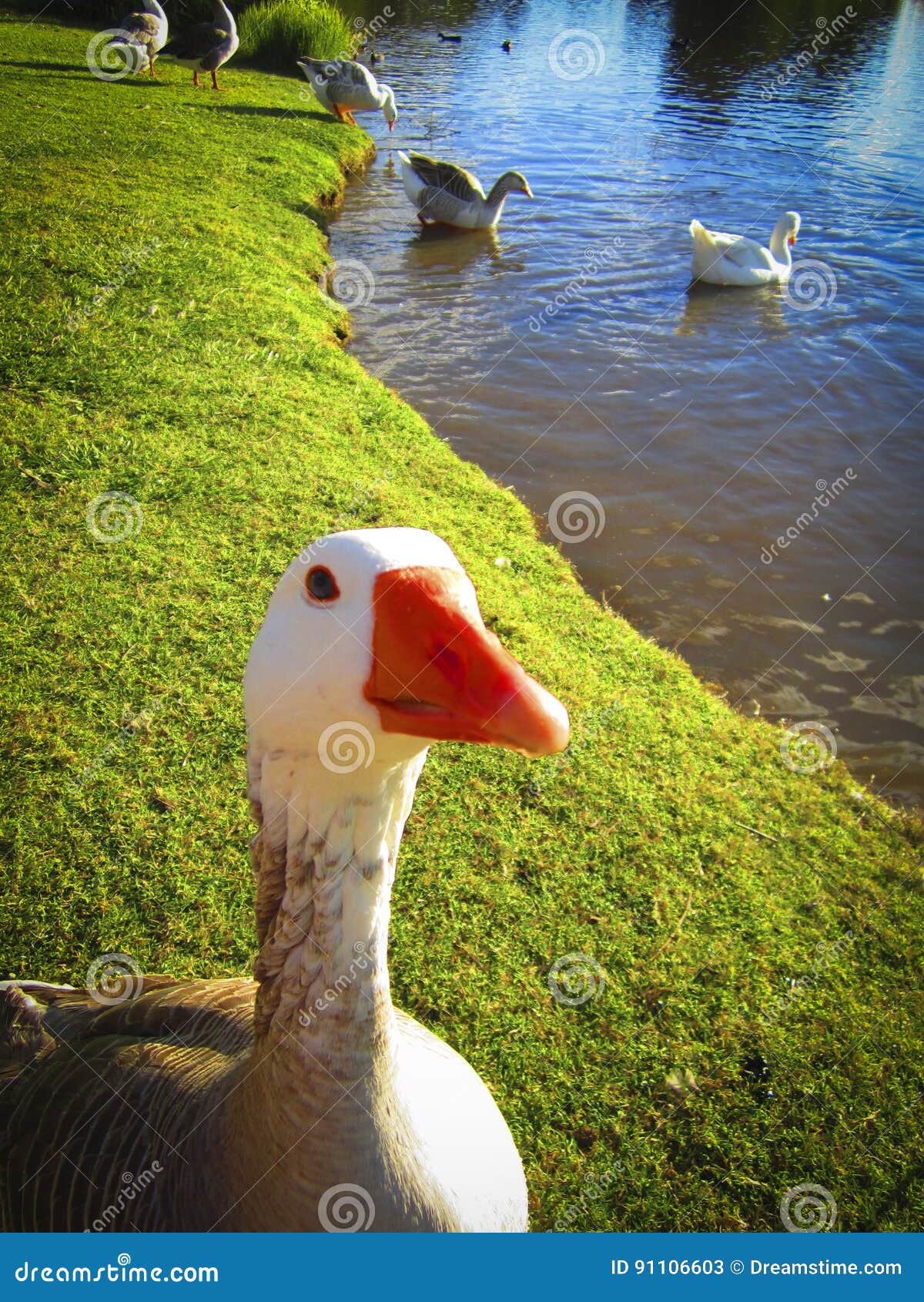 Curious duck stock image. Image of cute, duck, ducks - 91106603