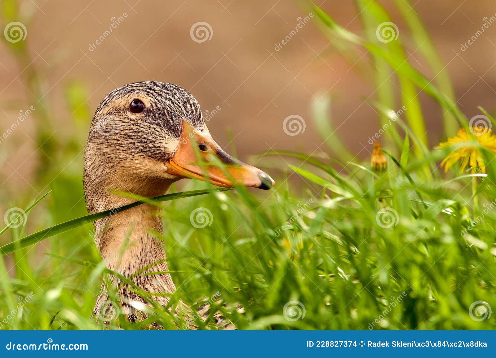 Curious duck in the grass stock photo. Image of green - 228827374
