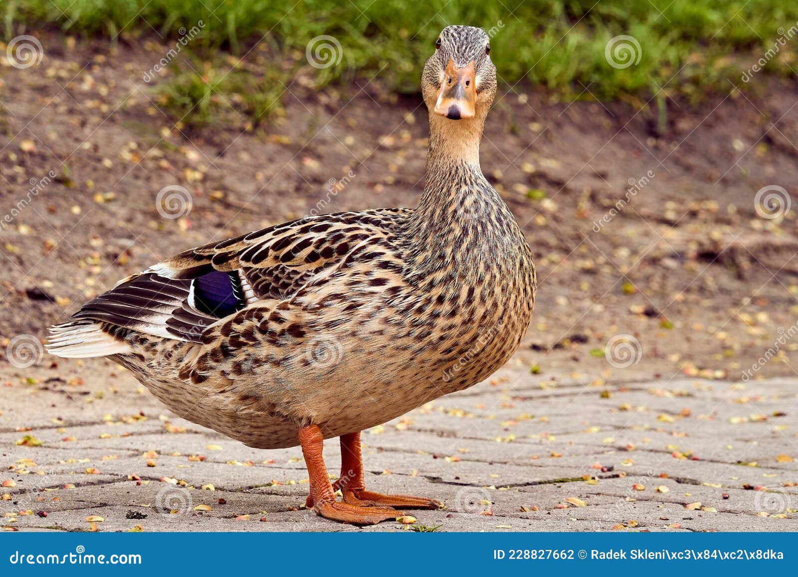 Curious duck in the grass stock photo. Image of fauna - 228827662