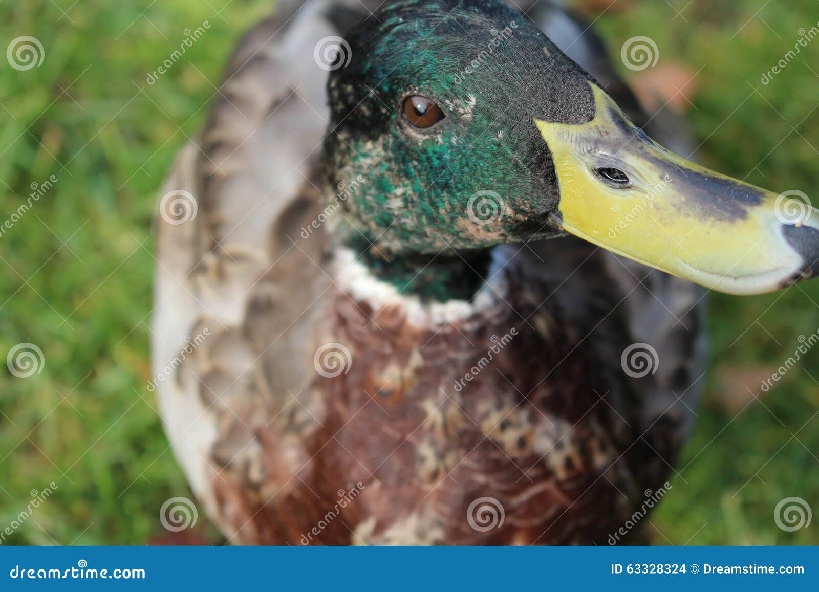 Curious Duck stock photo. Image of garden, feathers, close - 63328324