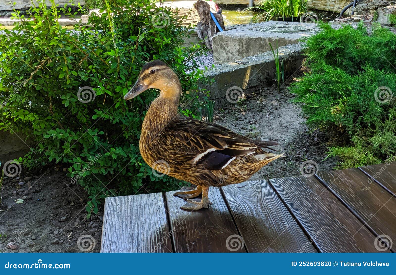 Curious duck in the park stock photo. Image of close - 252693820
