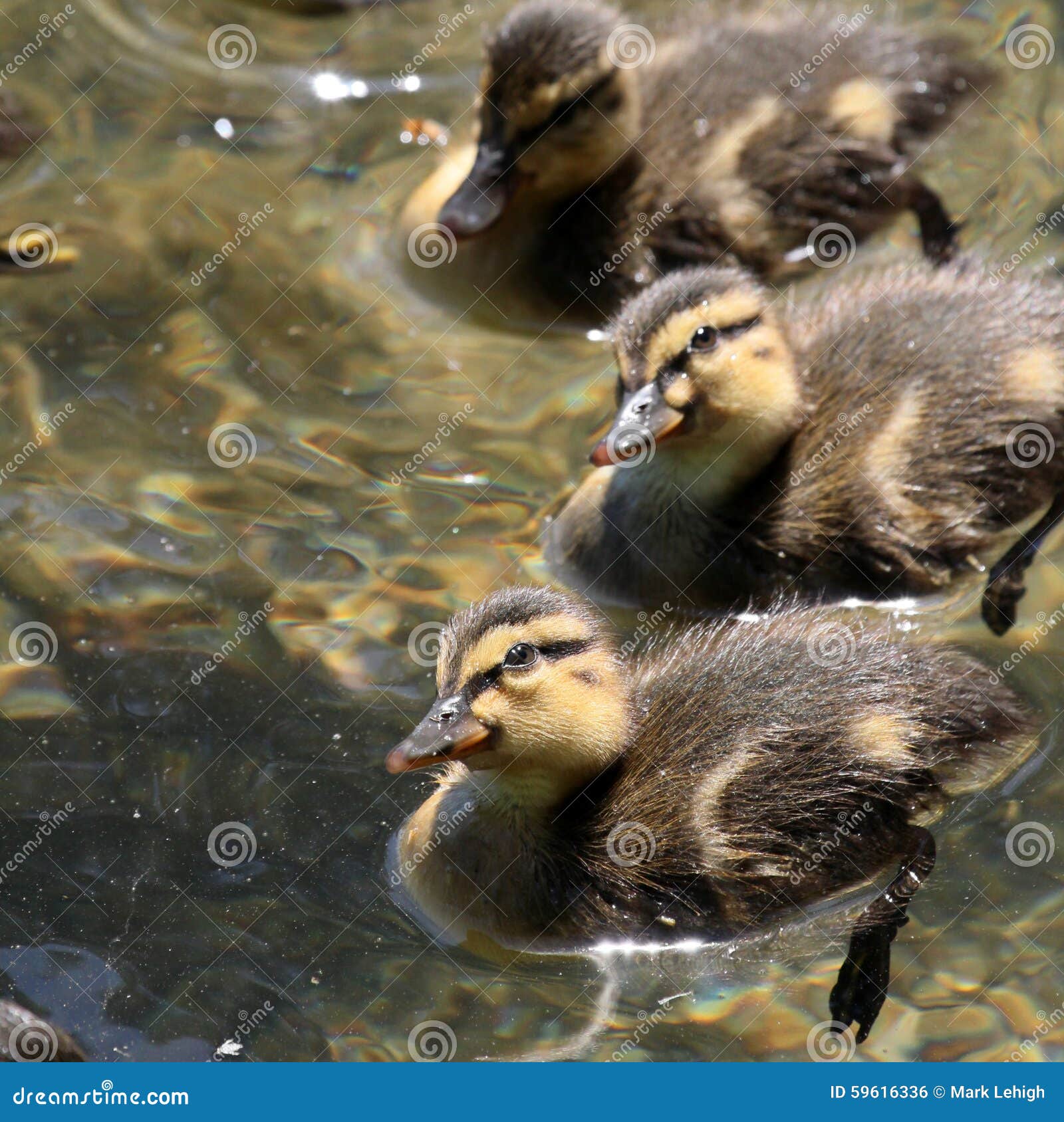 Curious ducklings stock photo. Image of grow, black, farm - 59616336