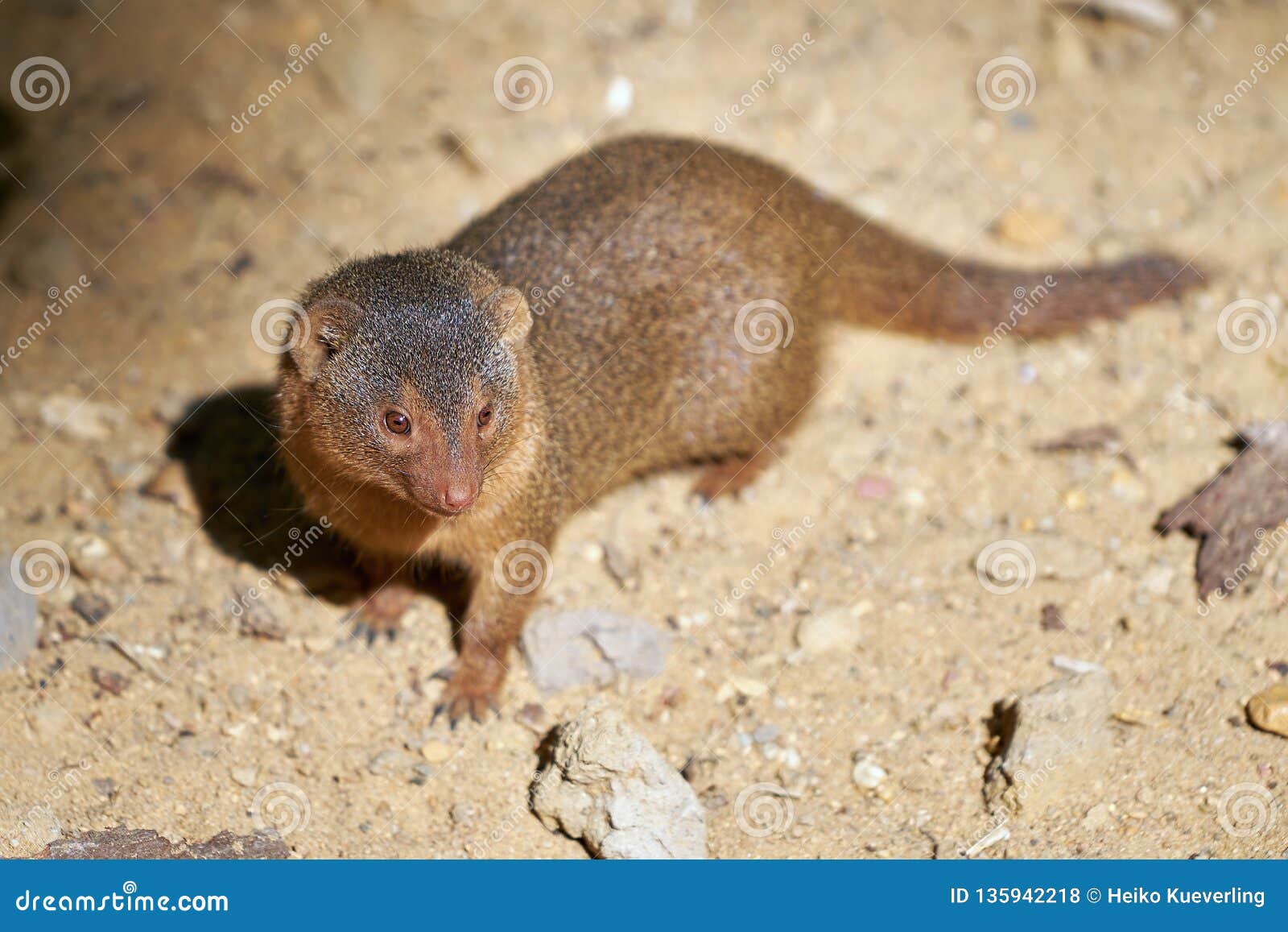Curious Dwarf Mongoose on the Roadside Stock Photo - Image of habitat ...