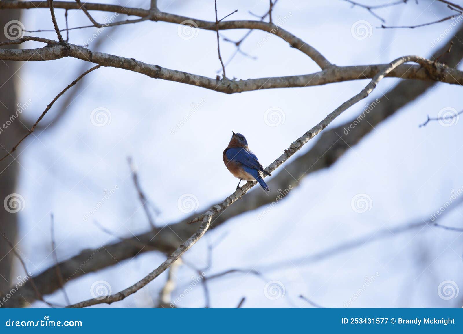 Curious Eastern Bluebird stock image. Image of bark - 253431577