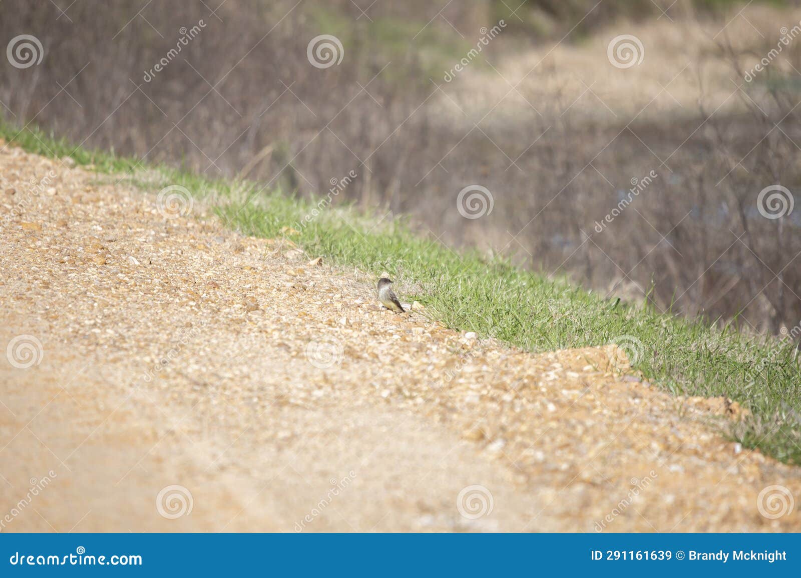 Curious Eastern Phoebe stock image. Image of living - 291161639
