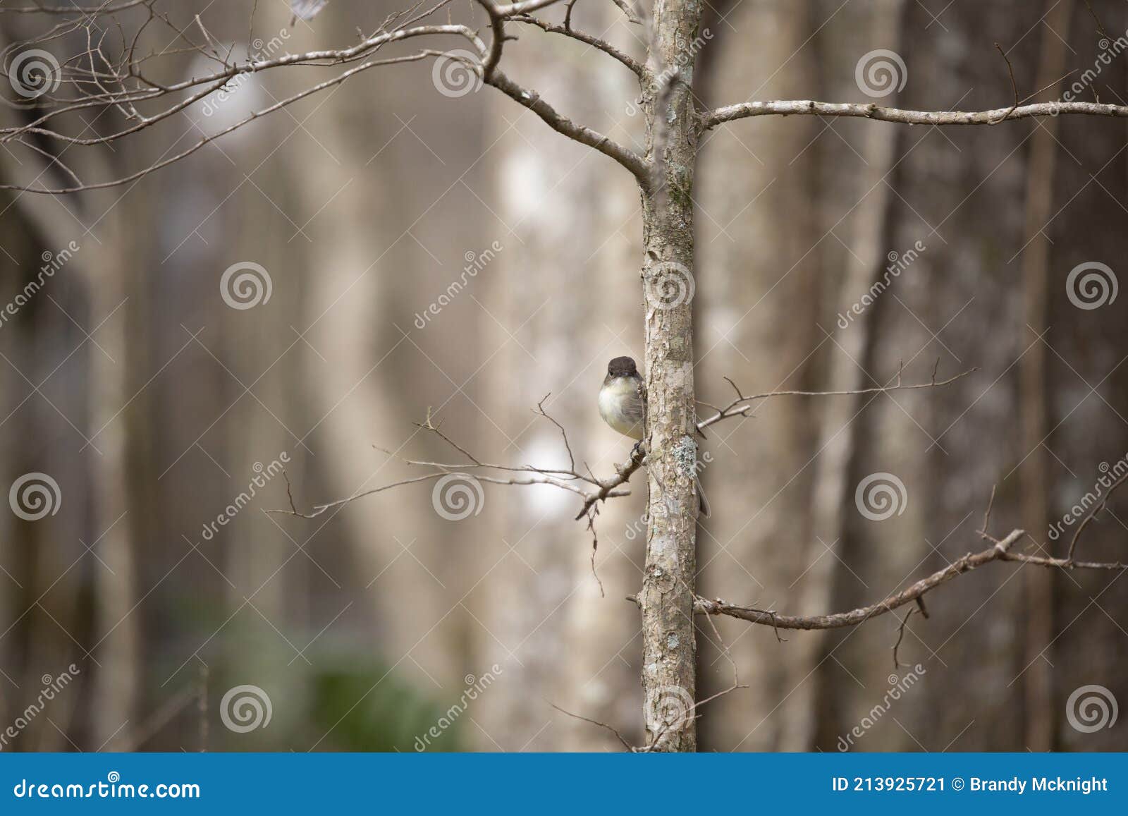 Curious Eastern Phoebe stock image. Image of brownishgrey - 213925721