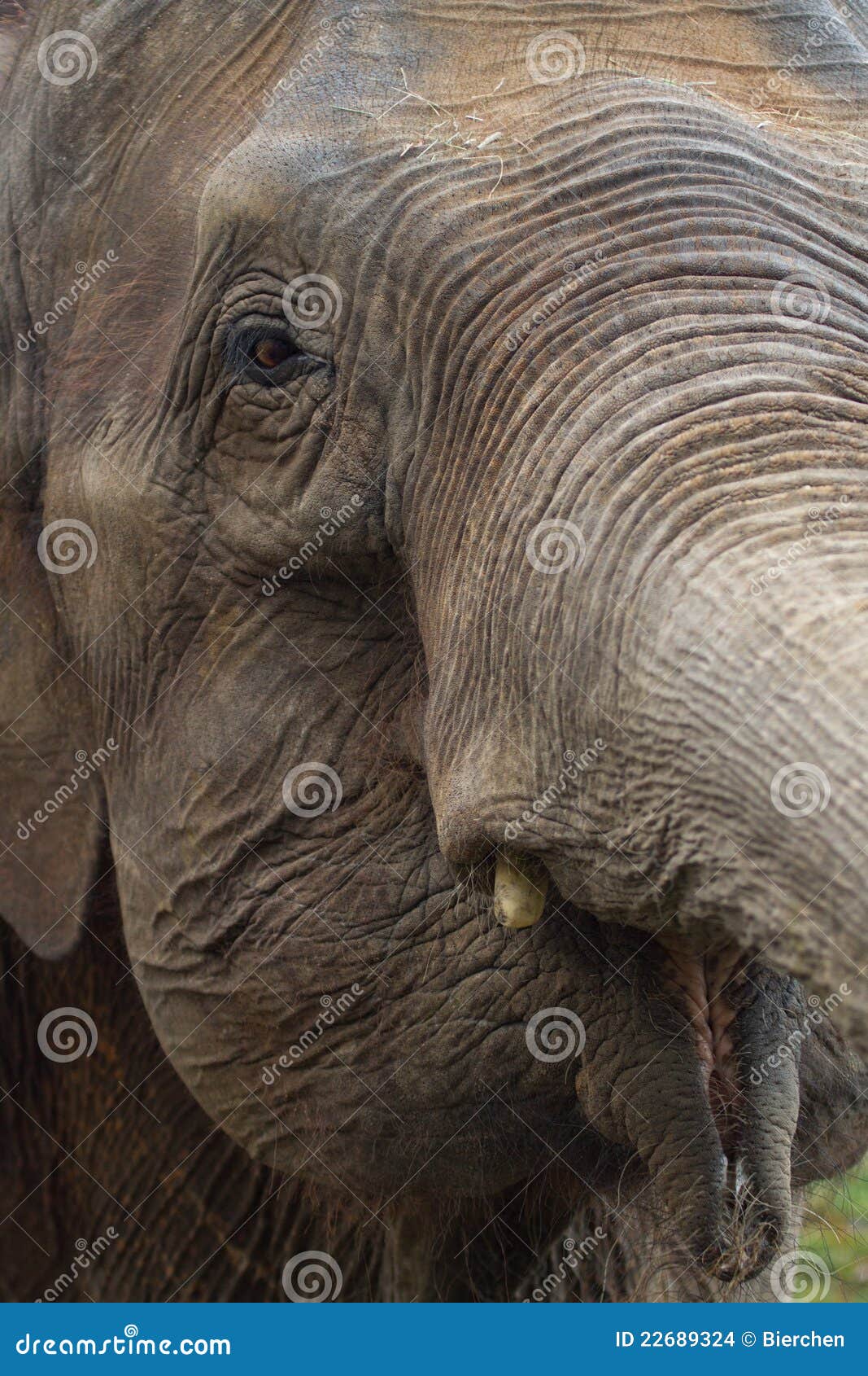 Curious elephant stock photo. Image of female, skinned - 22689324