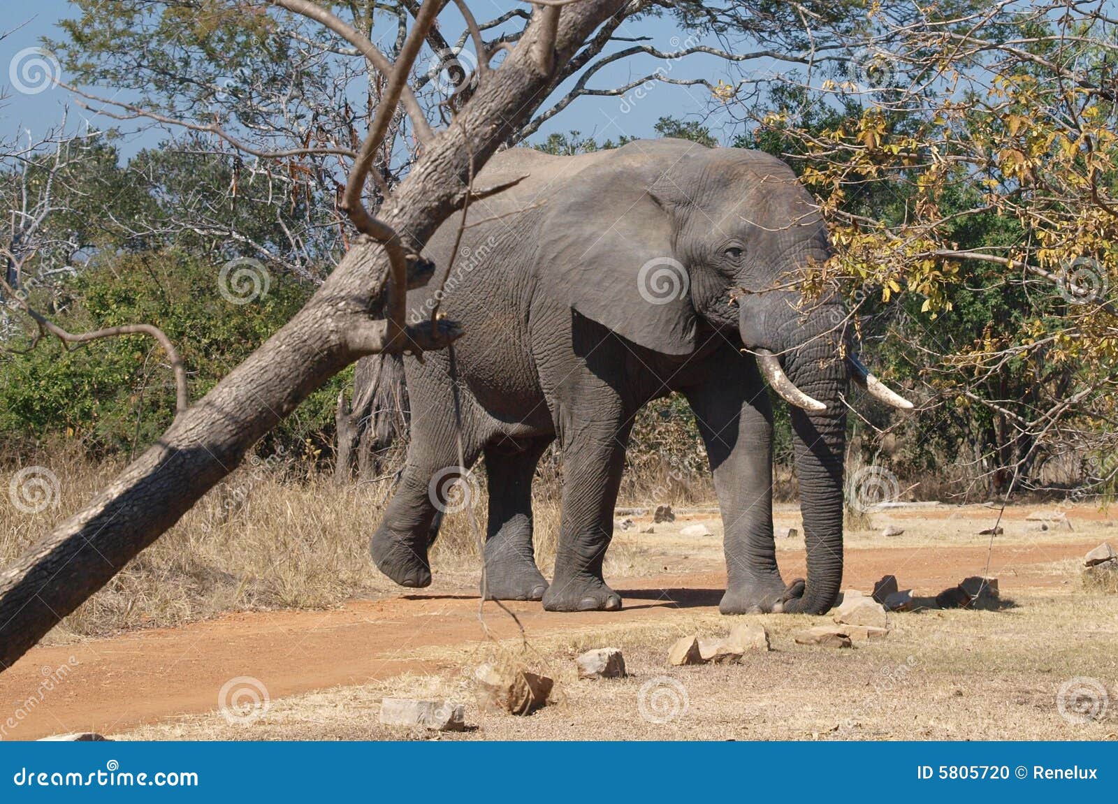 Curious elephant stock photo. Image of country, withered - 5805720