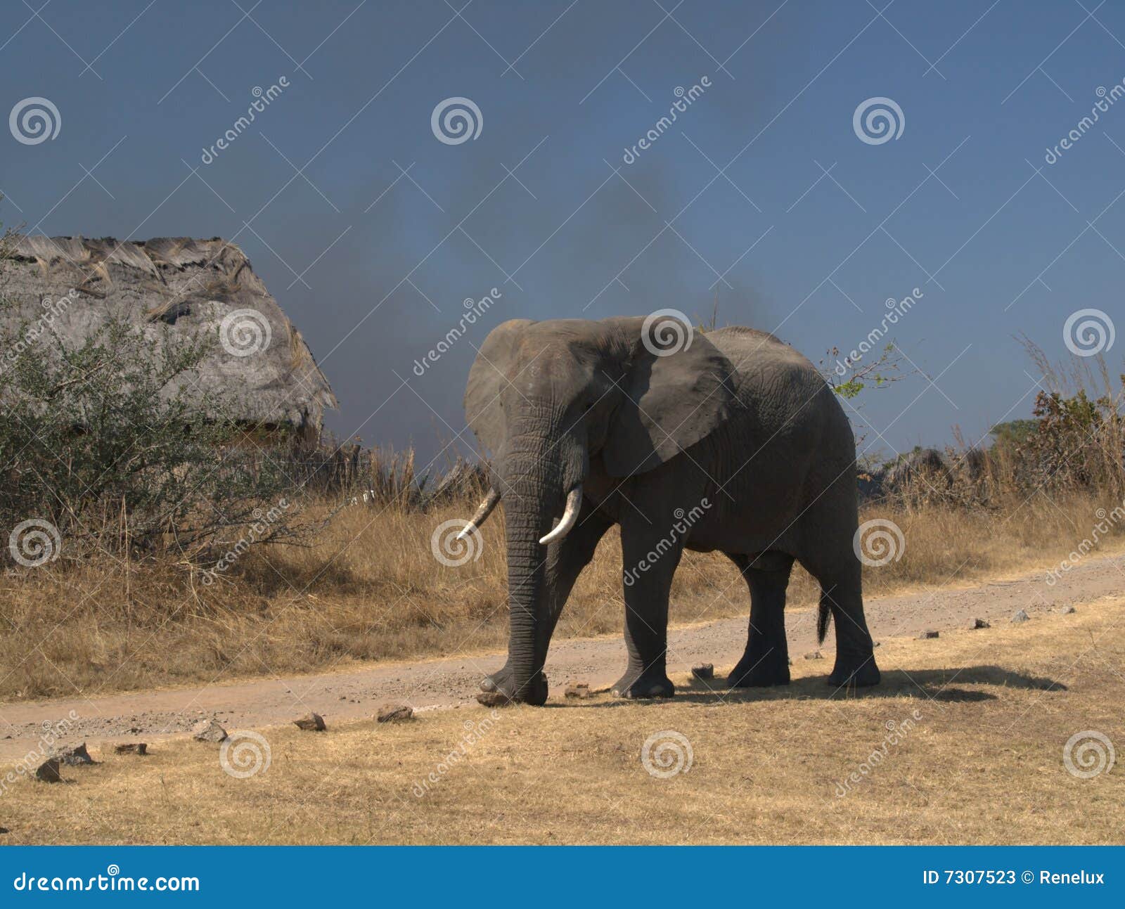 Curious elephant stock image. Image of landscape, national - 7307523