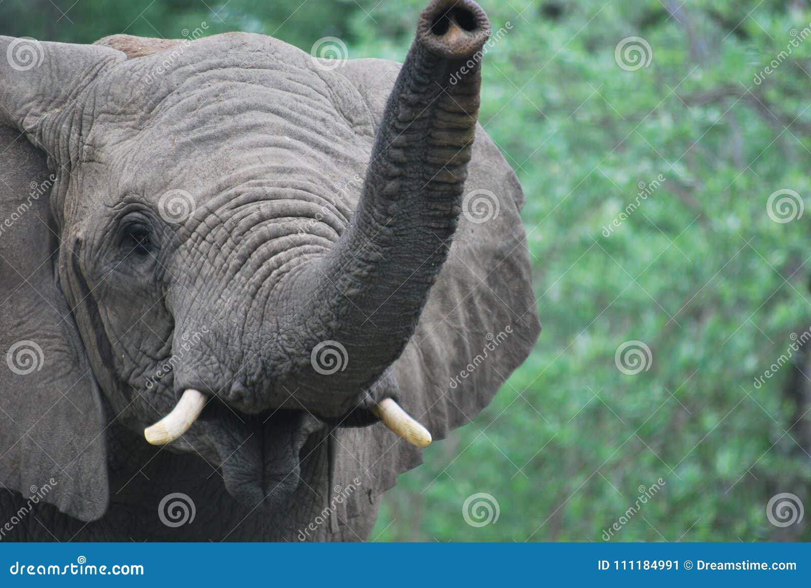 Curious elephant stock image. Image of africa, trunk - 111184991