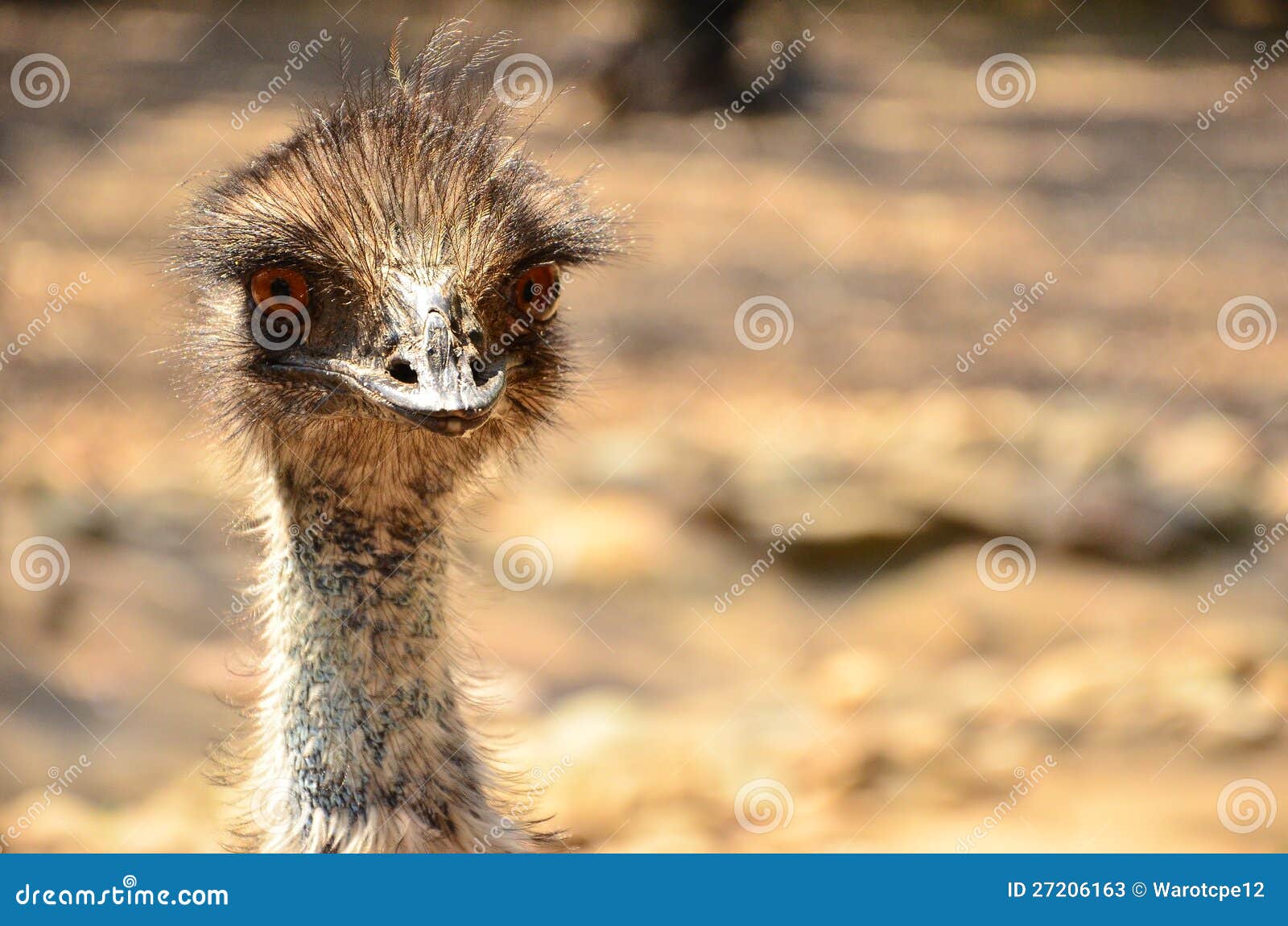 The Curious Emu stock image. Image of bird, curious, wildlife - 27206163
