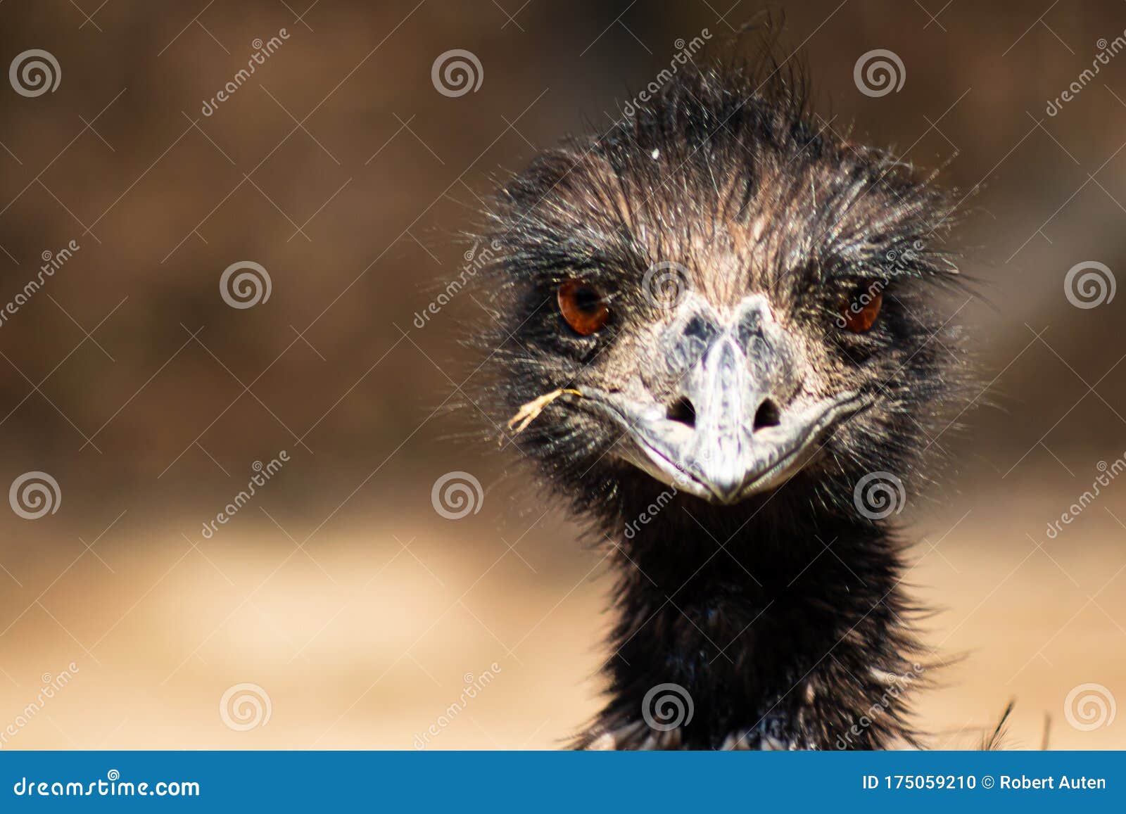 Curious Emu at Zoo stock photo. Image of cute, curious - 175059210